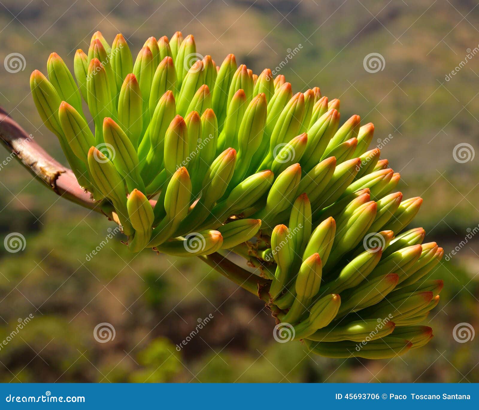 Branch with Floral Buds of Agave Stock Photo - Image of bunch, buds ...