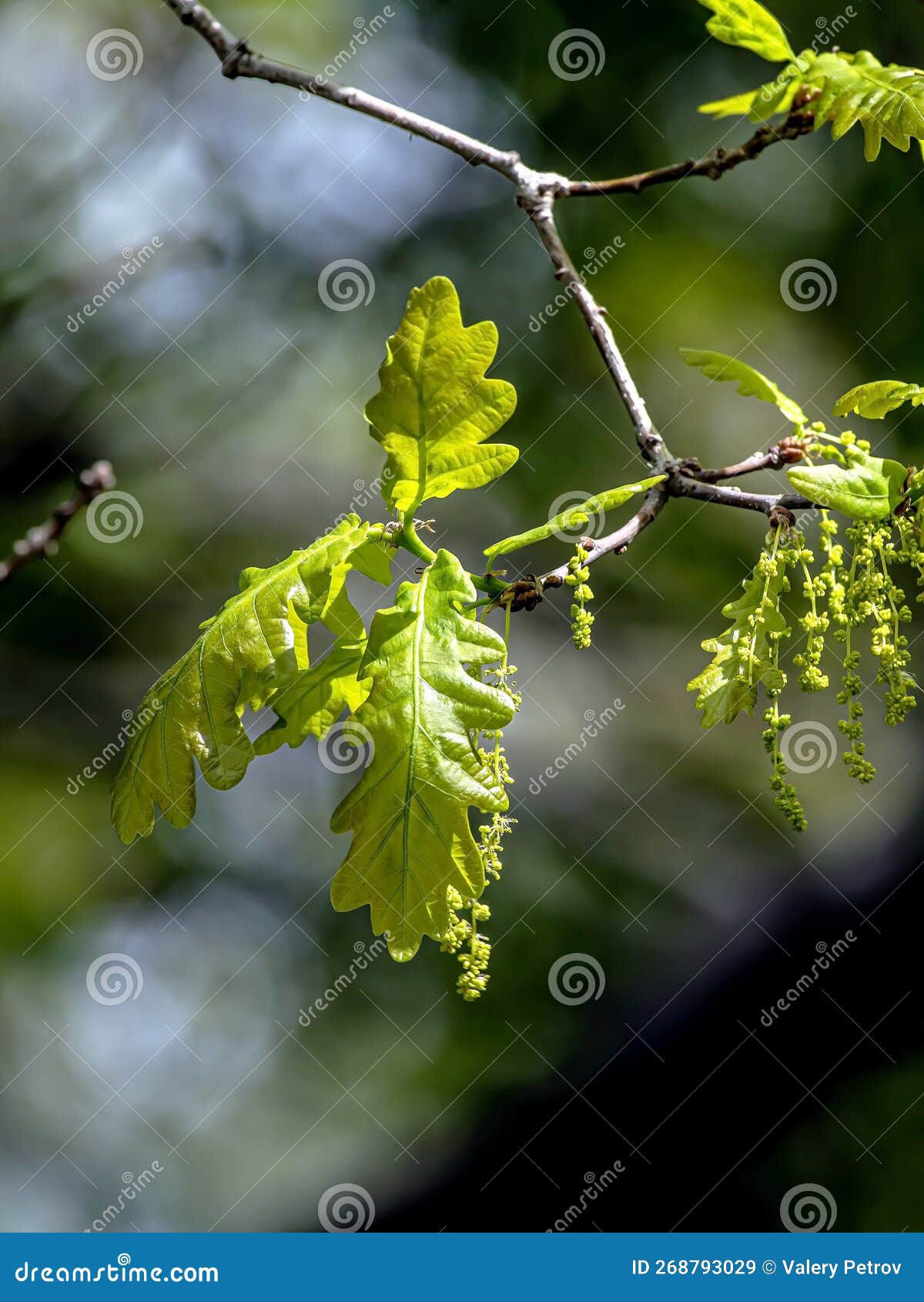 Branch of a Flowering Oak with Young Leaves Stock Image - Image of ...