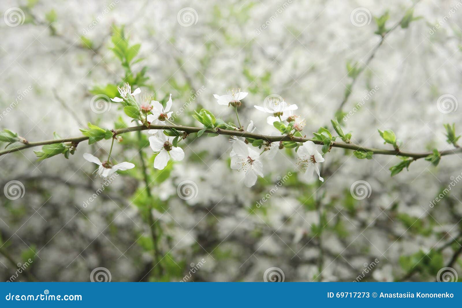 Branch Flowering Plum Tree in Spring Stock Image - Image of pattern ...