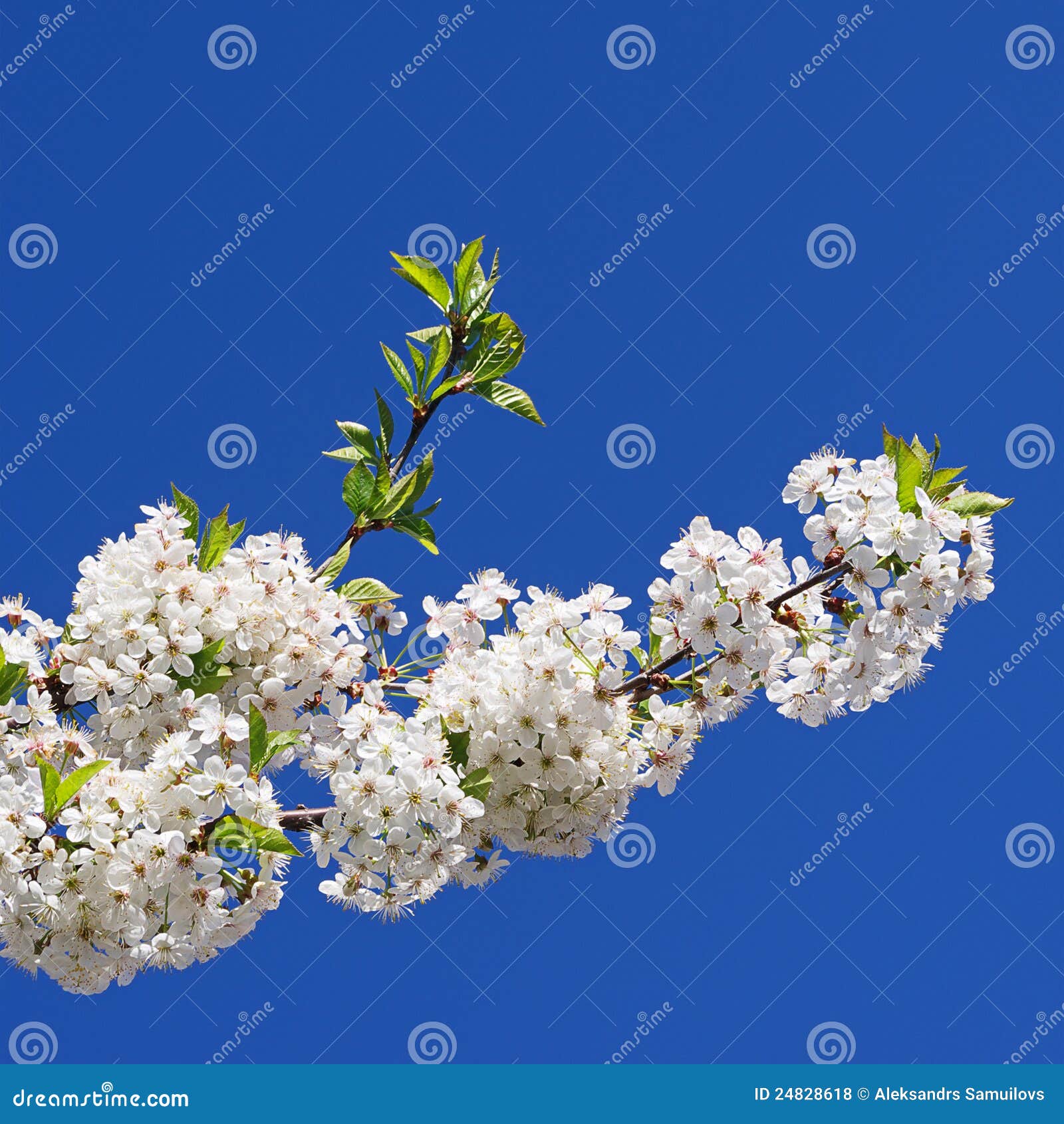 Branch of a flowering tree stock photo. Image of beautiful - 24828618