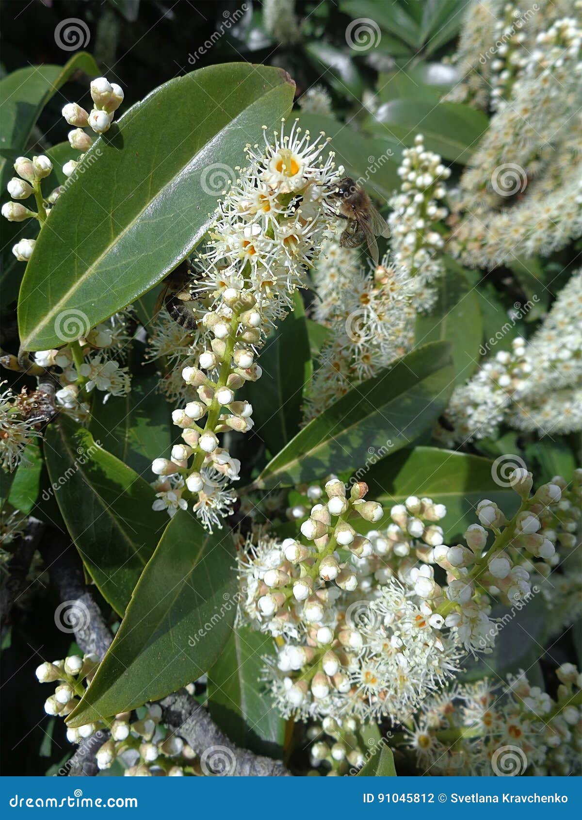 Branch Flowering Tree Laurel Cherry Stock Photo - Image of leaves ...