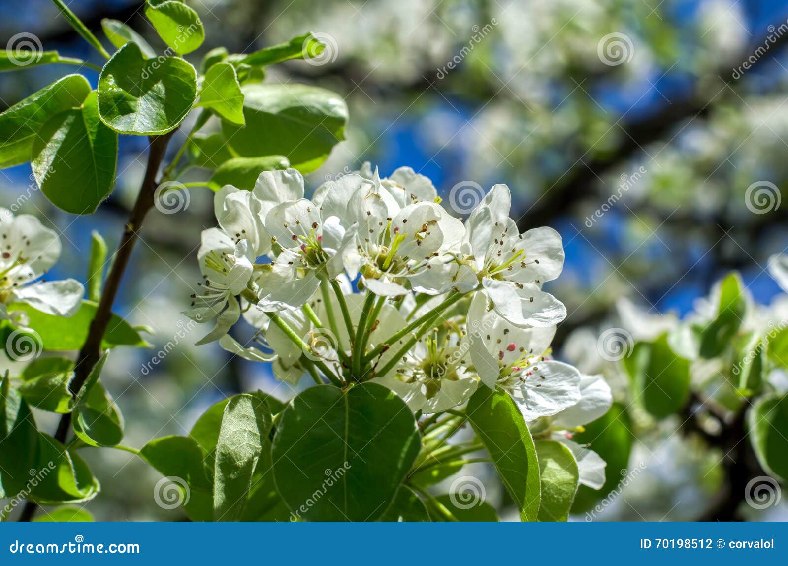 A branch of flowering tree stock photo. Image of apple - 70198512