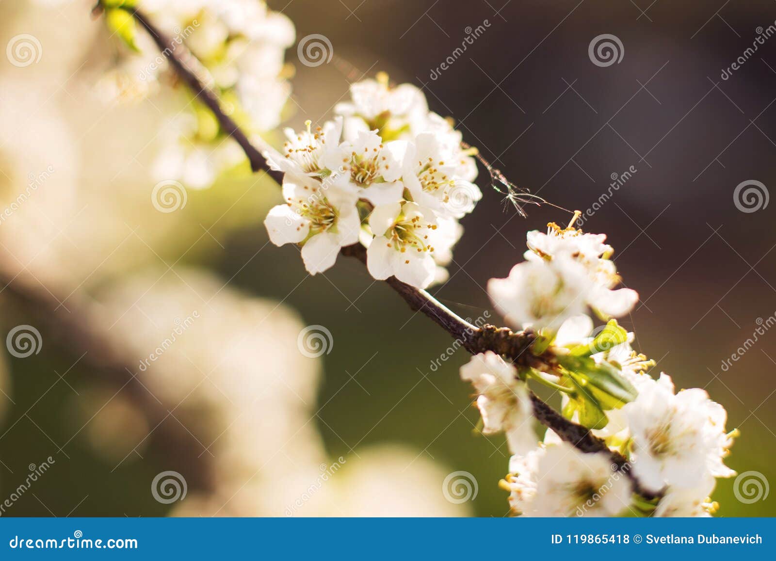 Branch of a Flowering Tree. Stock Photo - Image of landscape ...