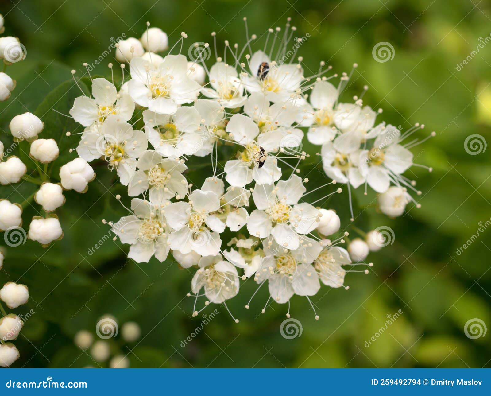 Branch of Flowering White Spirea in Spring Stock Photo - Image of flora ...