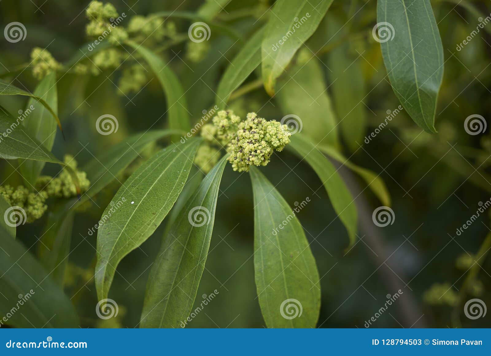 Branch with Flowers of Cocculus Laurifolius Stock Image - Image of ...