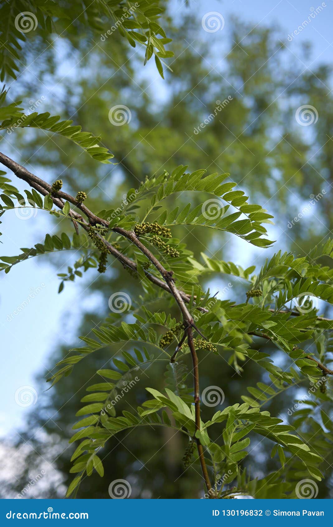 Inflorescence of Gleditsia Triacanthos Tree in Spring Stock Photo ...