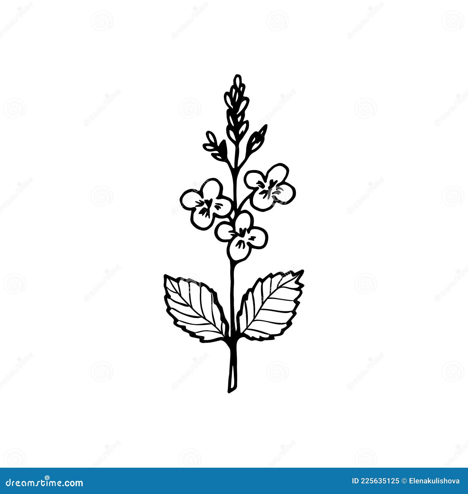 Branch With Flowers Of The Plant Veronica, Linear Black Outline Drawing ...