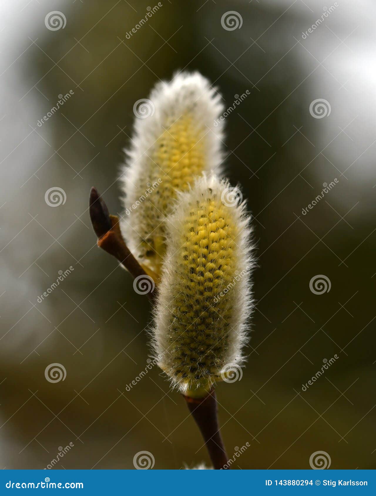 A Branch of Flowing Willows Salix in Spring Stock Photo - Image of ...