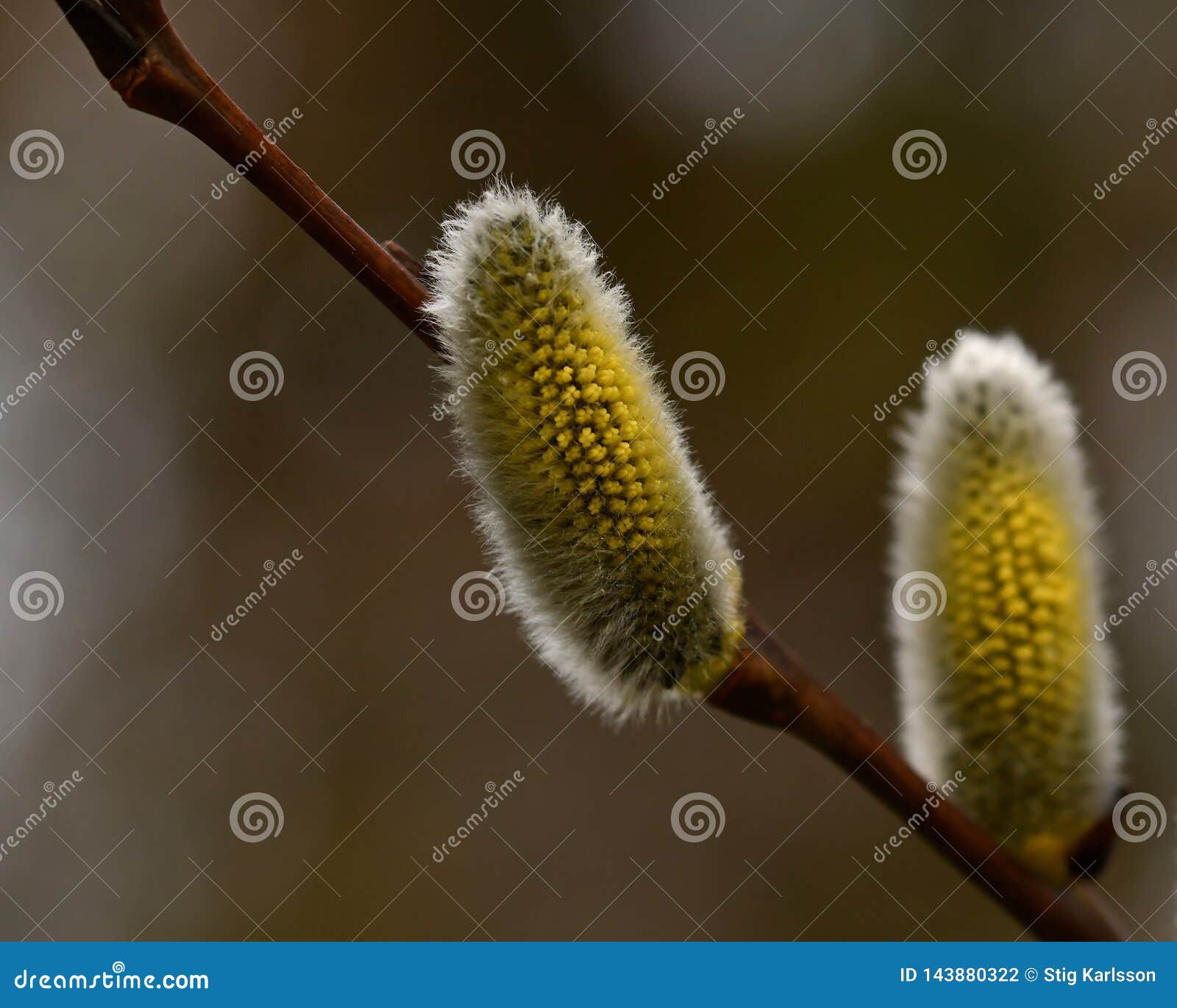 A Branch of Flowing Willows Salix in Spring Stock Photo - Image of ...