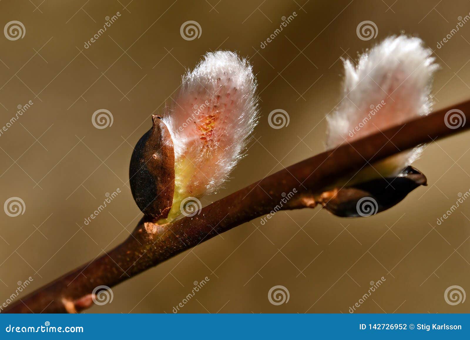 A Branch of Flowing Willows Salix in Spring Stock Photo - Image of ...