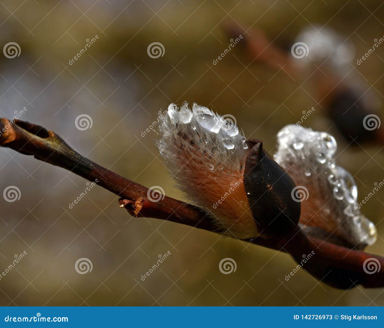 A Branch of Flowing Willows Salix in Spring Stock Image - Image of ...