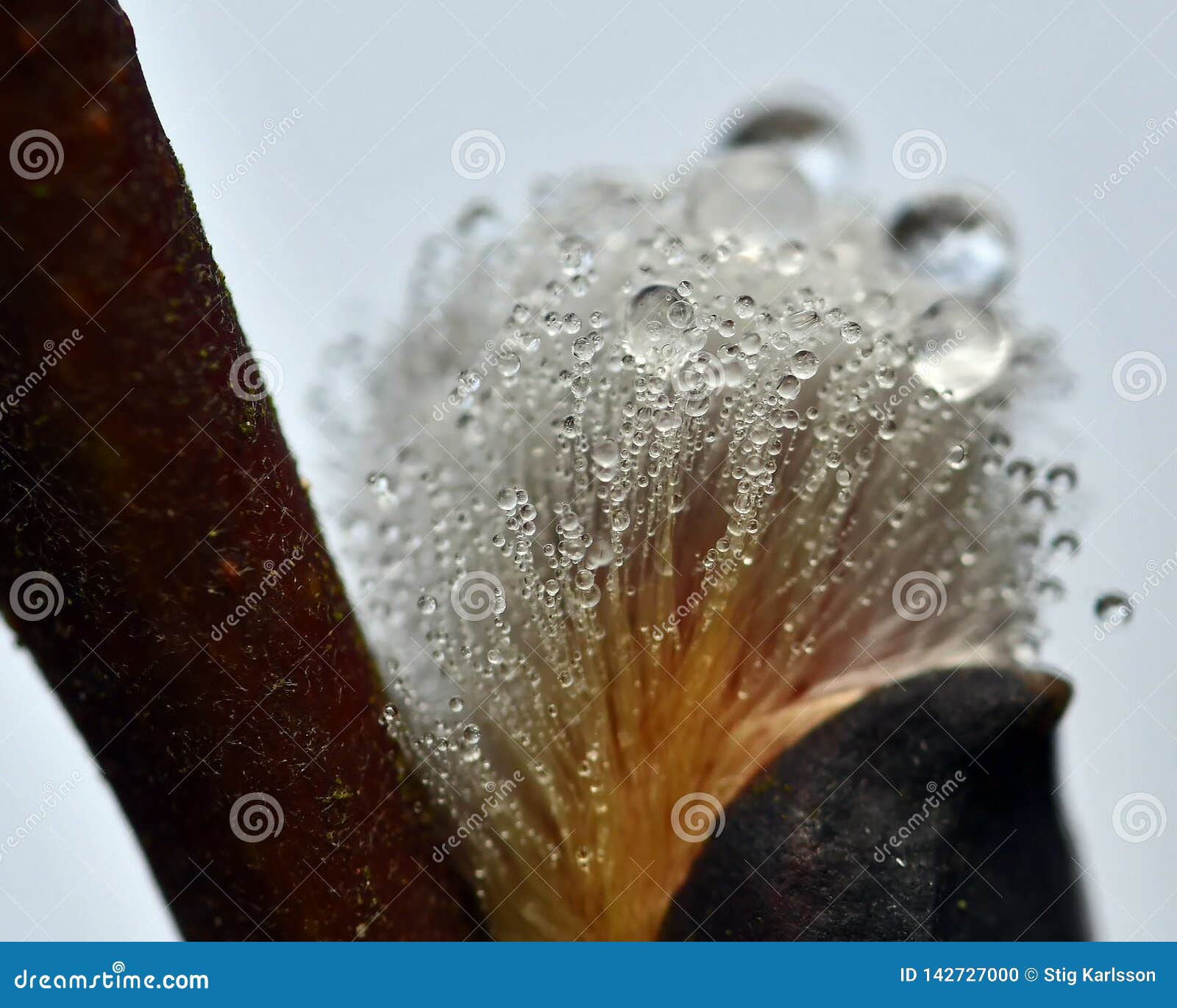A Branch of Flowing Willows Salix in Spring Stock Photo - Image of ...