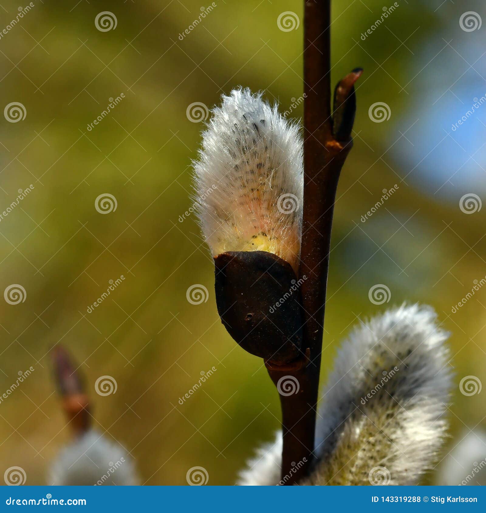 A Branch of Flowing Willows Salix in Spring Stock Photo - Image of ...