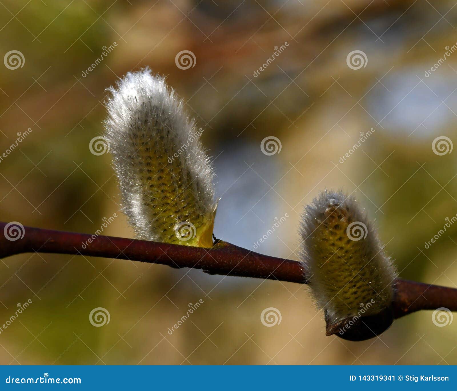 A Branch of Flowing Willows Salix in Spring Stock Image - Image of ...