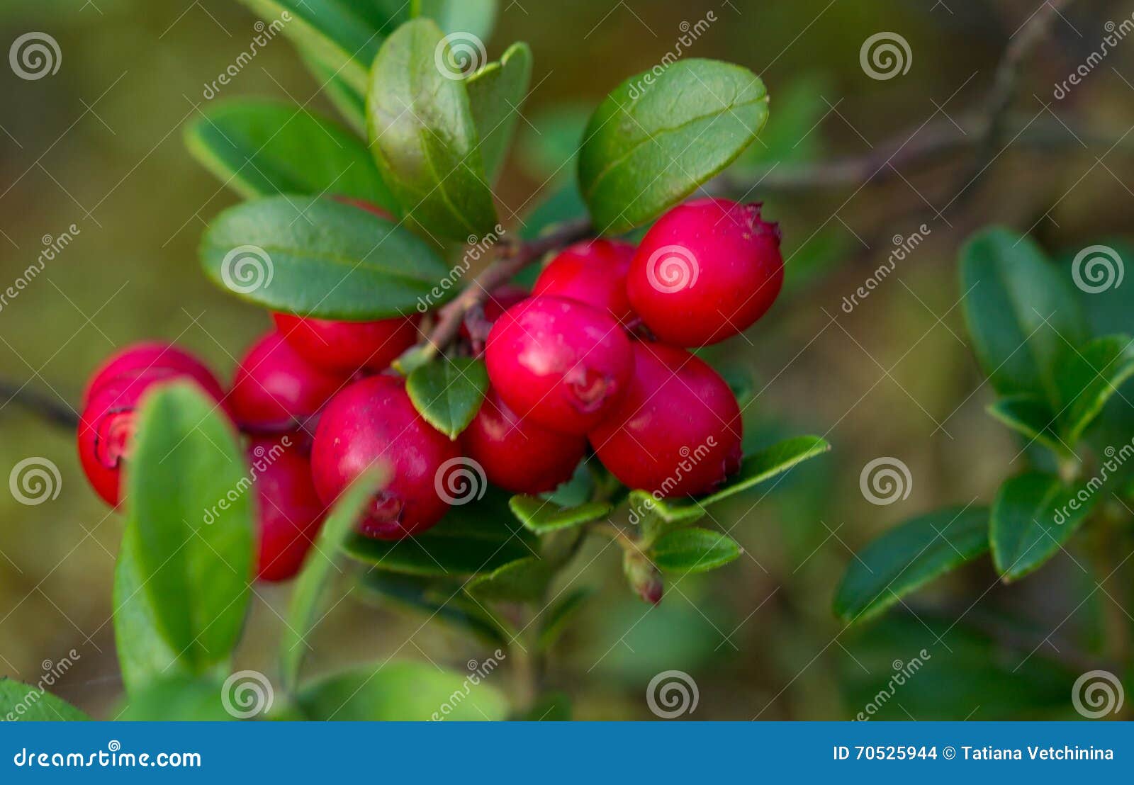 The Branch of Forest Berries - Cranberry Stock Photo - Image of ripe ...