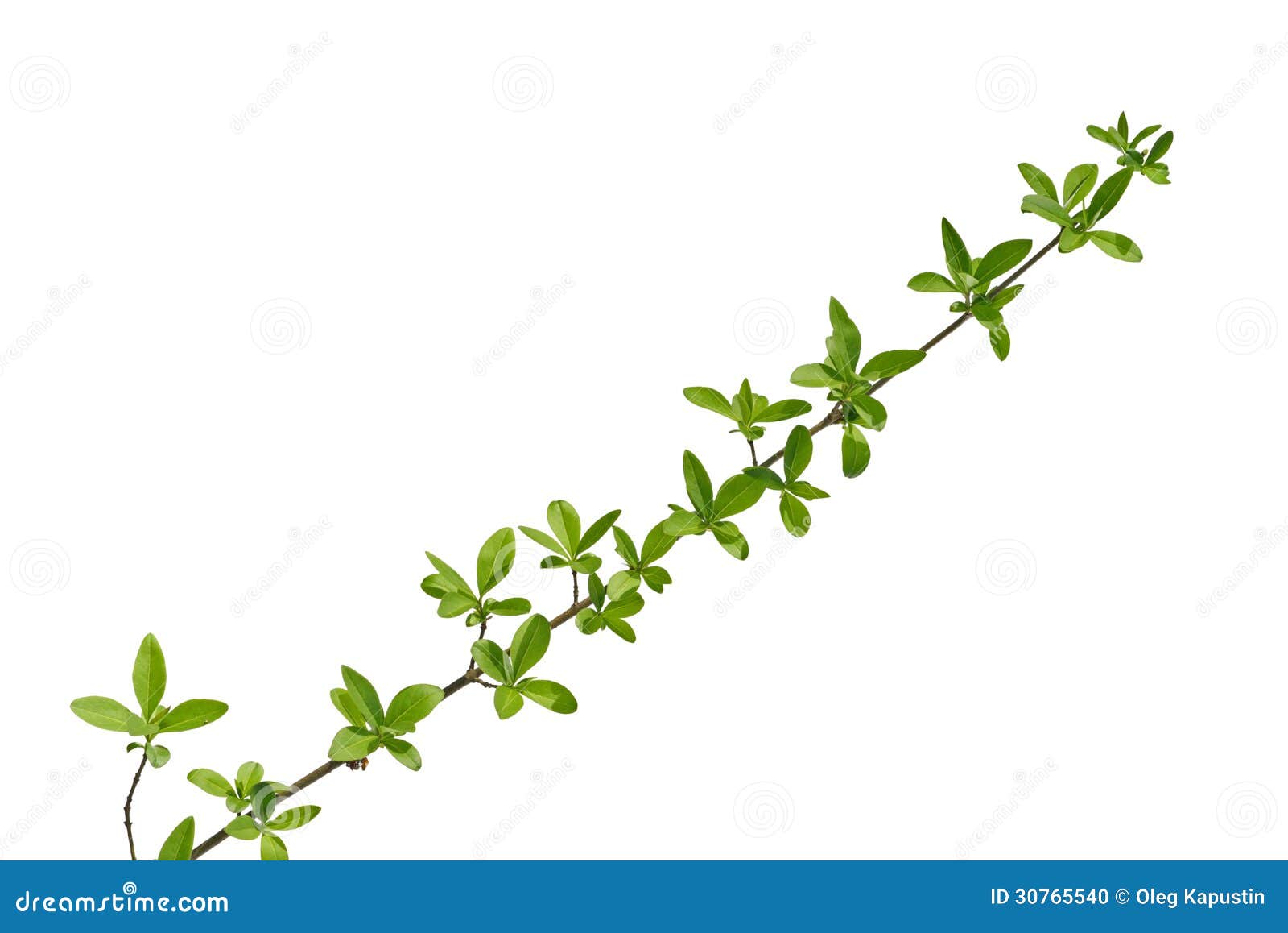 Branch of forest plants stock photo. Image of natural - 30765540