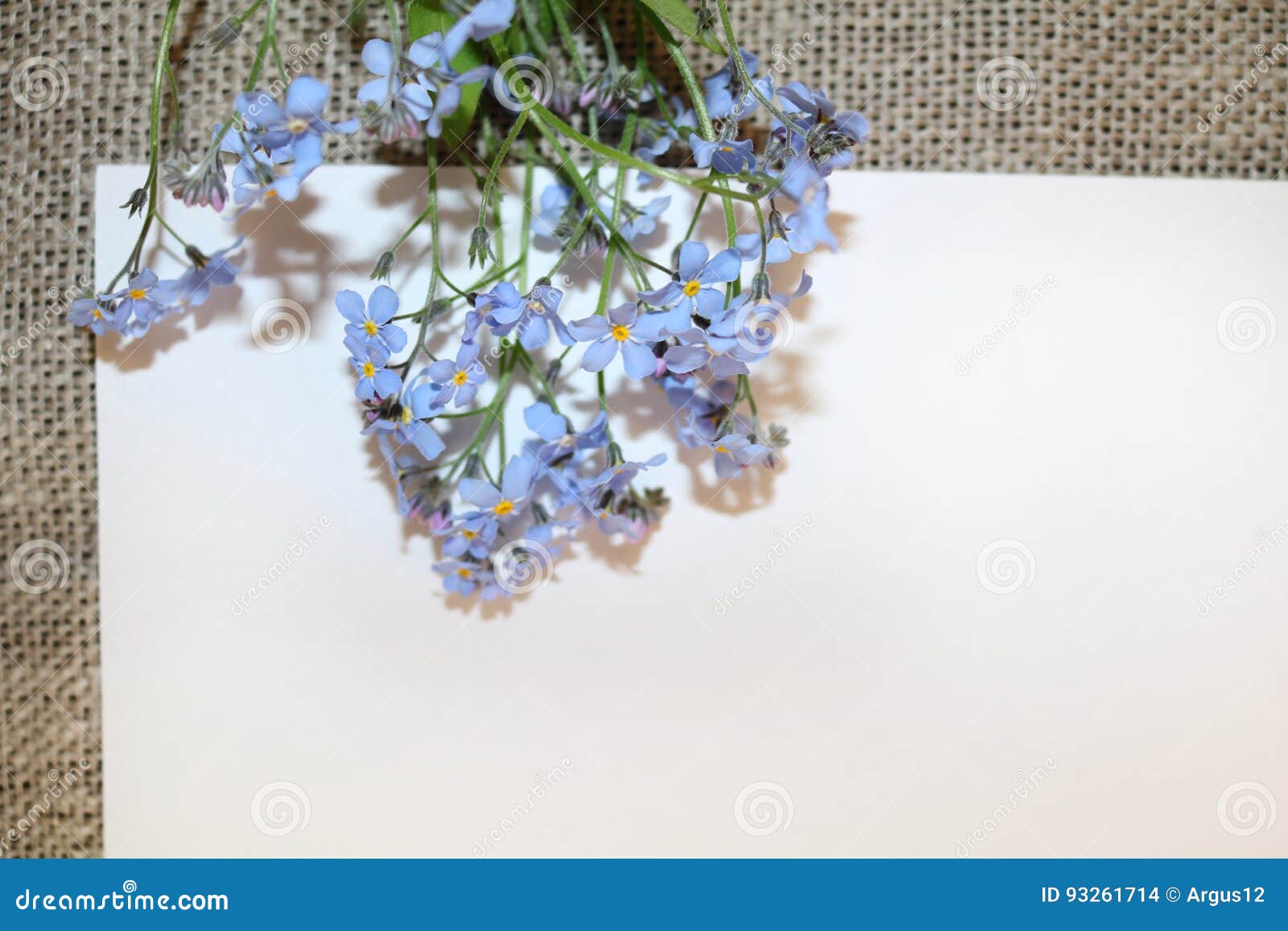 A Branch of Forget-me-nots on Paper Stock Photo - Image of flower ...