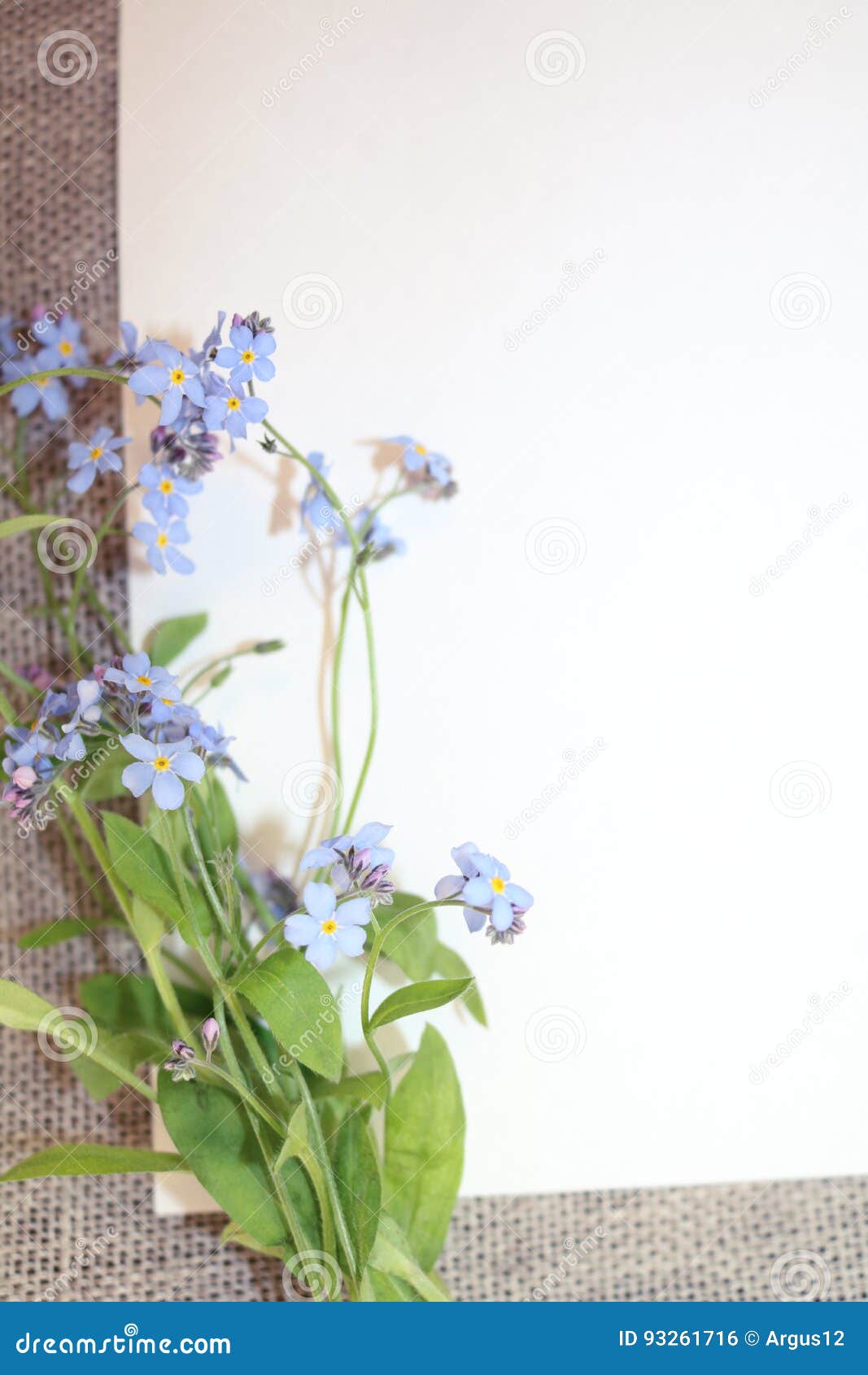 A Branch of Forget-me-nots on Paper Stock Photo - Image of empty ...