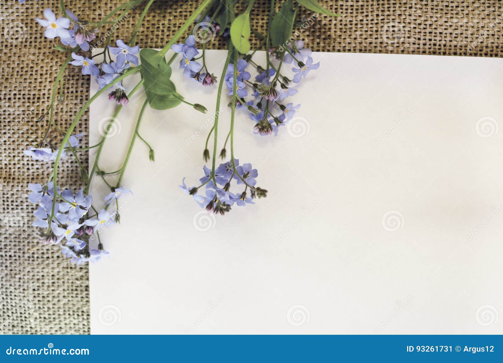 A Branch of Forget-me-nots on Paper Stock Image - Image of ...