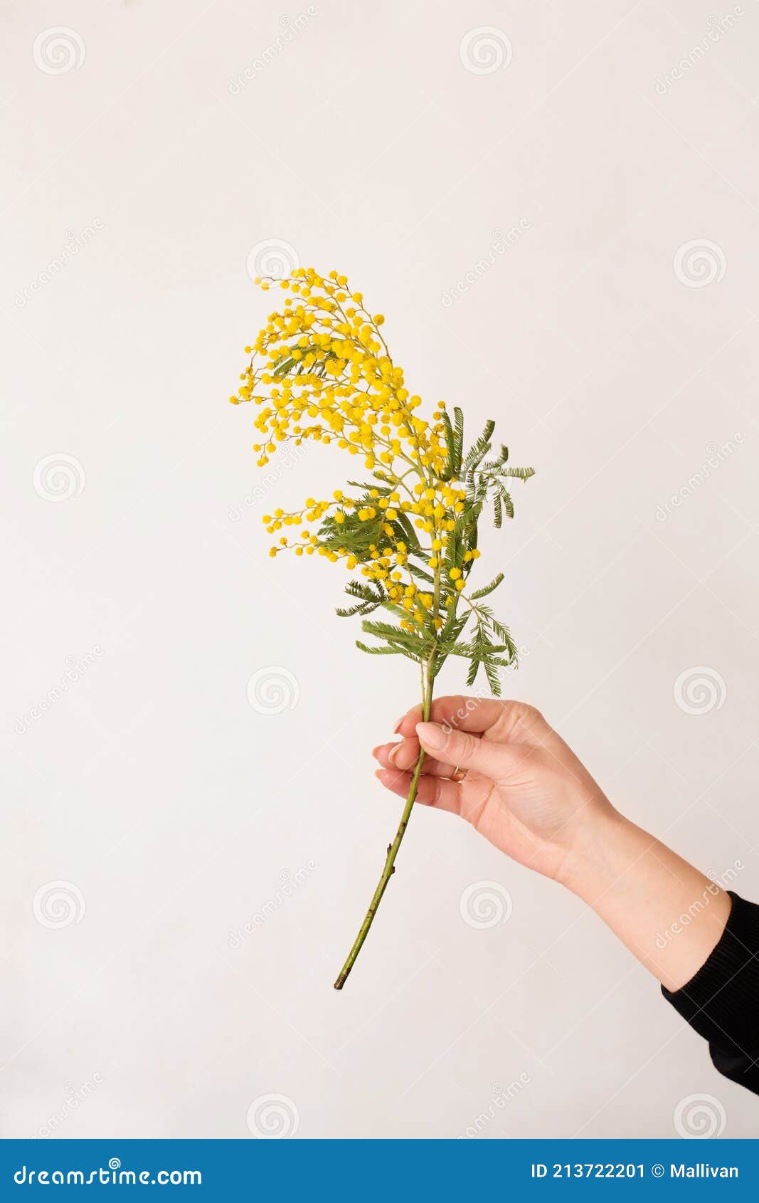 Branch of Fragrant Mimosa in Hand Stock Image - Image of cluster ...