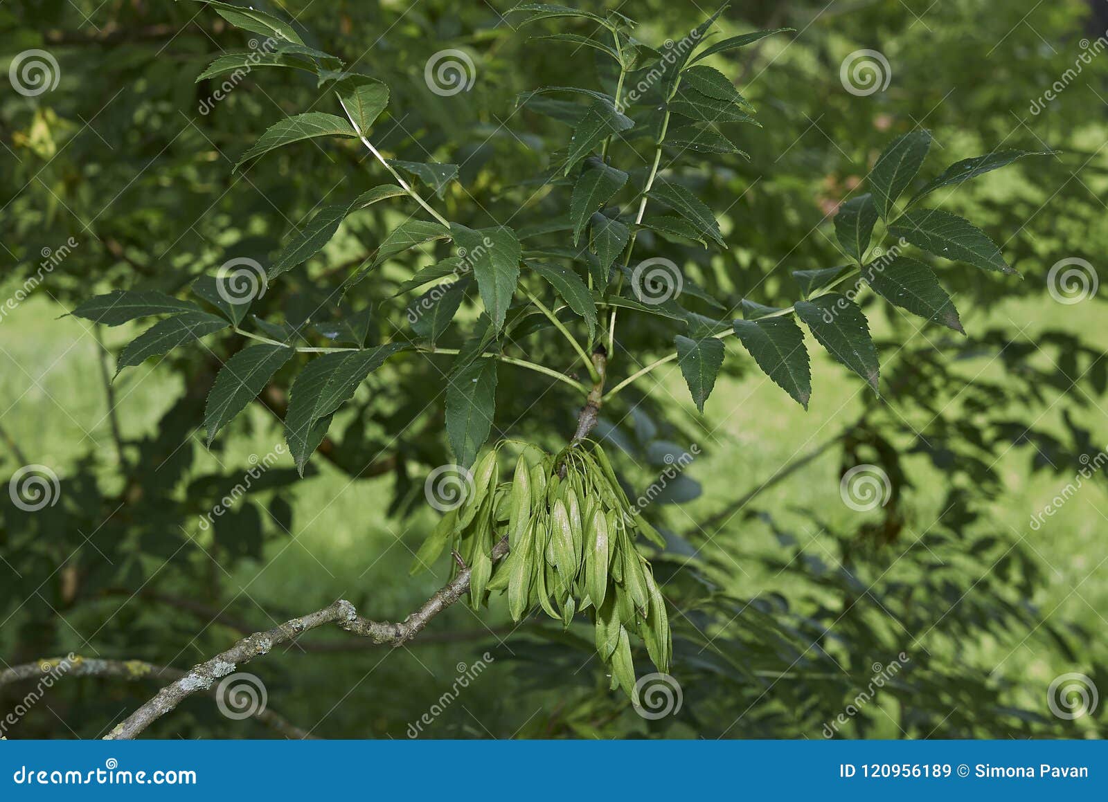 Fraxinus Excelsior, Common European Ash Tree Canopy With Green Foliage ...