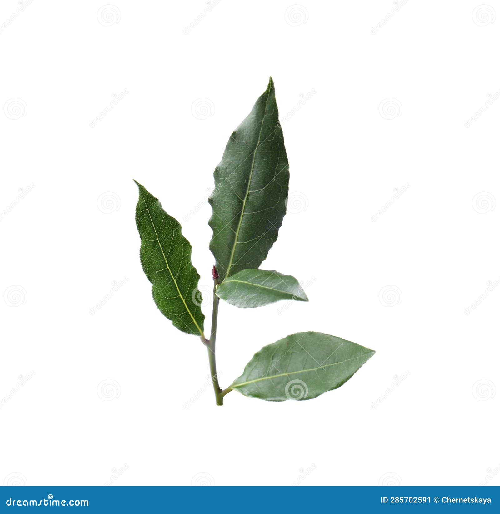 Branch of Fresh Bay Leaves on White Background Stock Image - Image of ...