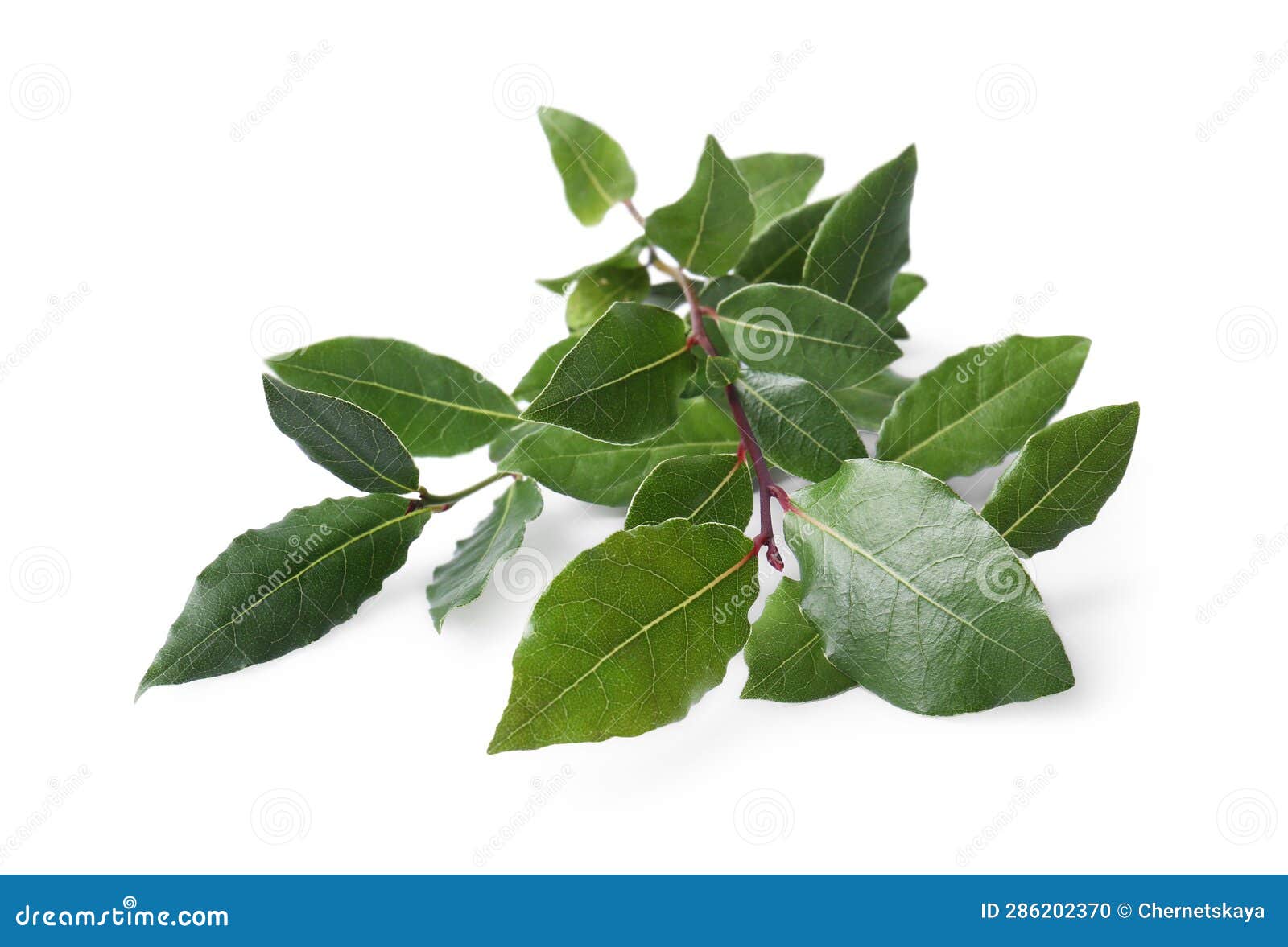 Branch of Fresh Bay Leaves on White Background Stock Photo - Image of ...