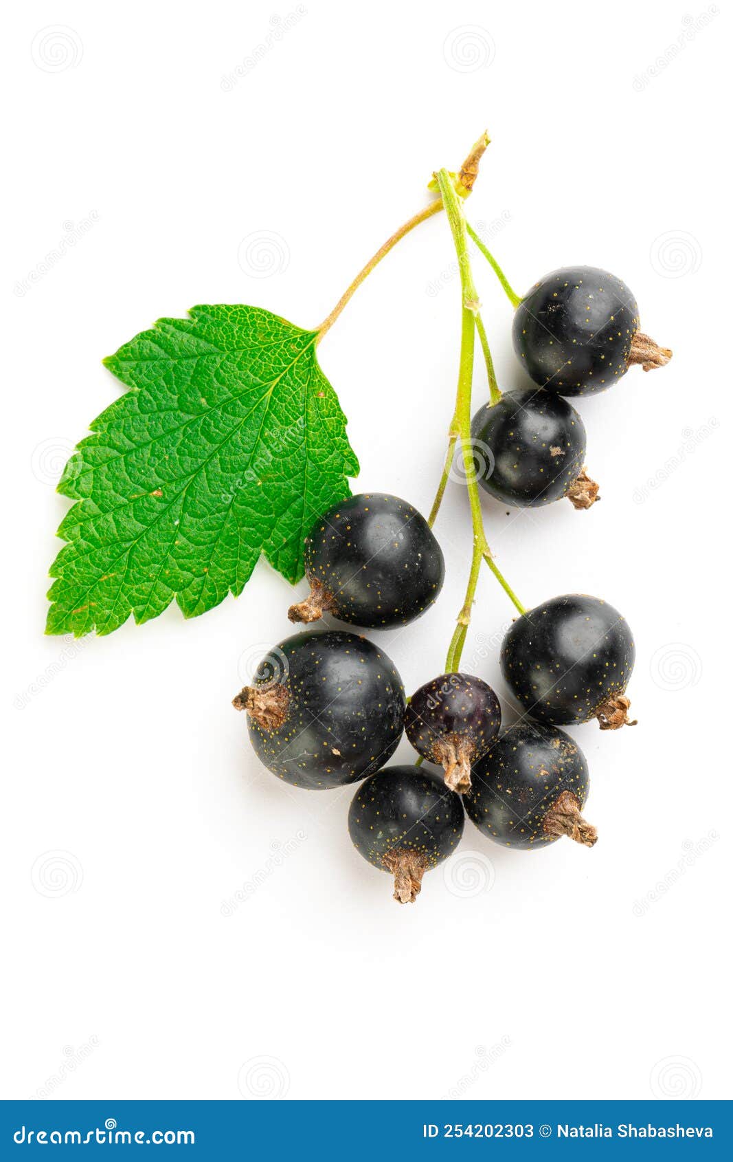 Branch of Fresh Blackcurrant with Leaves on a White Background Stock ...