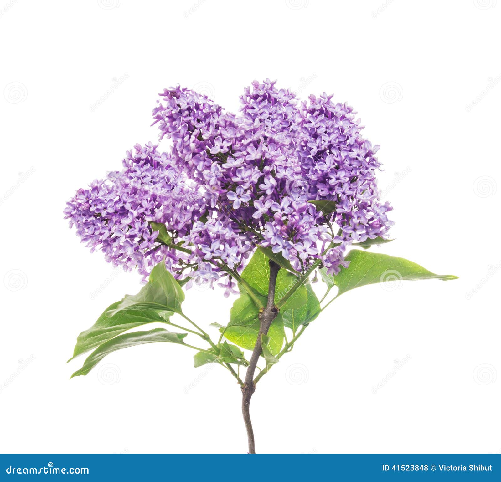 Branch of Fresh Blooming Lilacs, Isolated Stock Photo - Image of ...