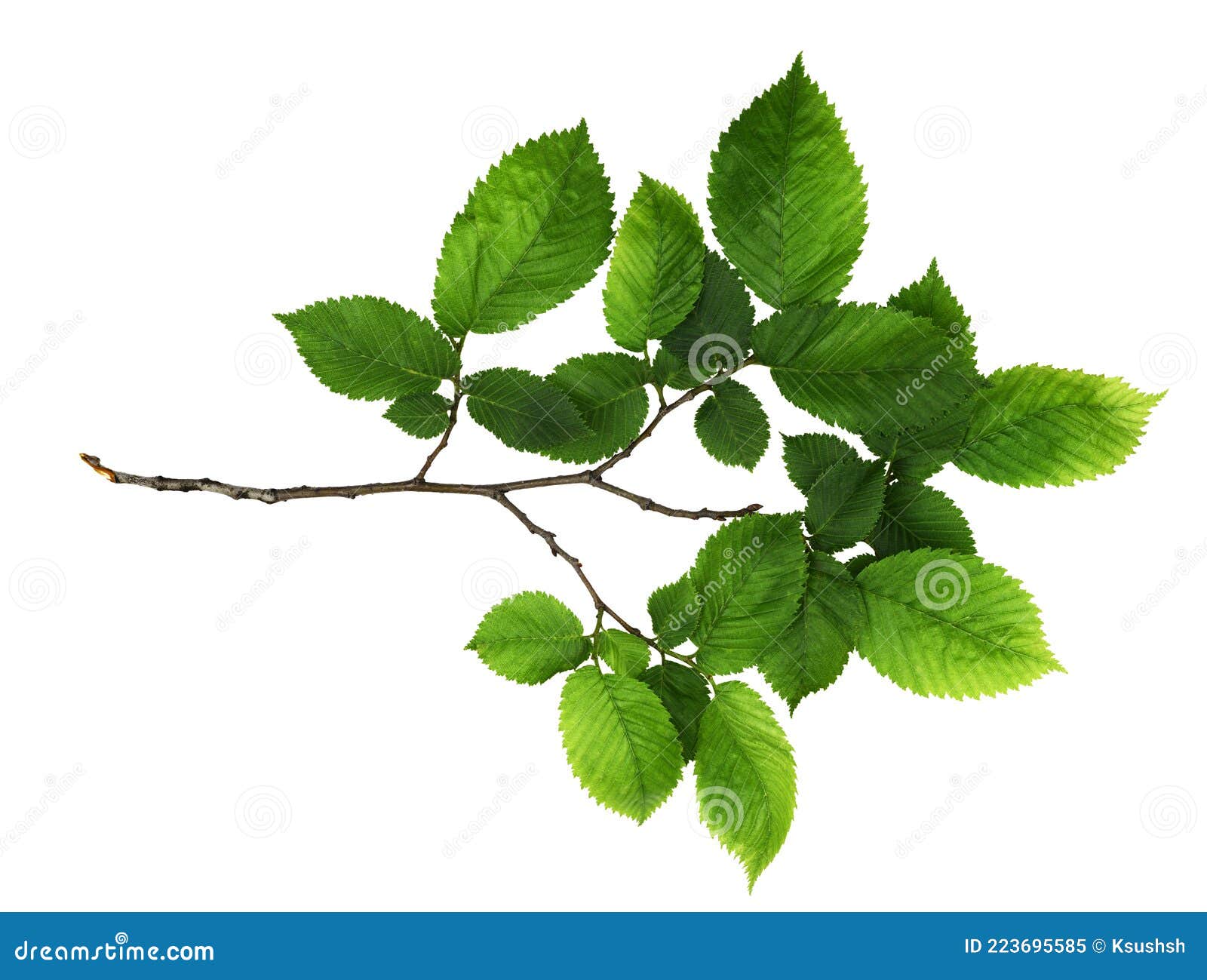 Branch of Fresh Green Elm-tree Leaves Isolated Stock Image - Image of ...