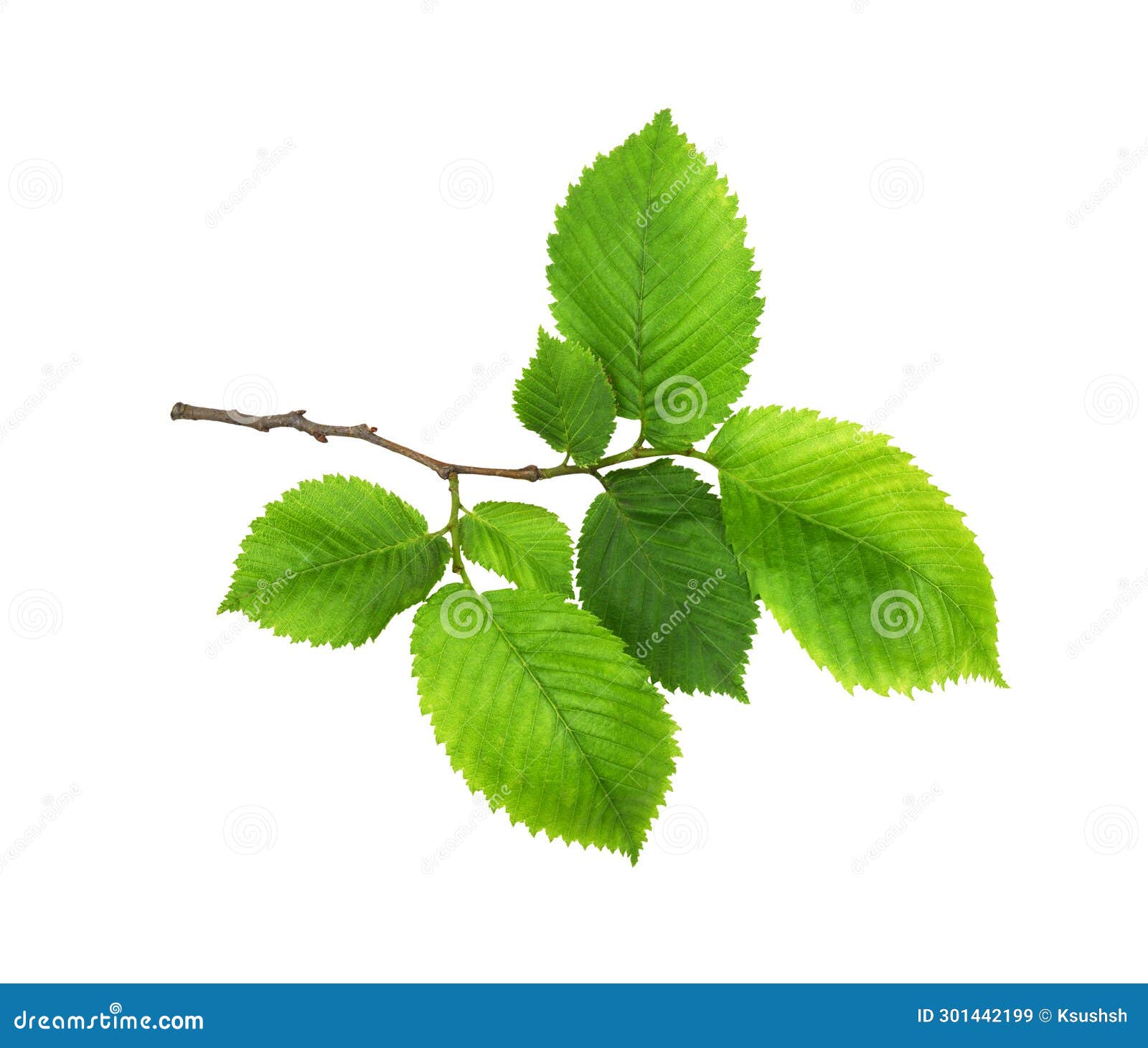 Branch of Fresh Green Elm-tree Leaves Isolated on White Stock Image ...