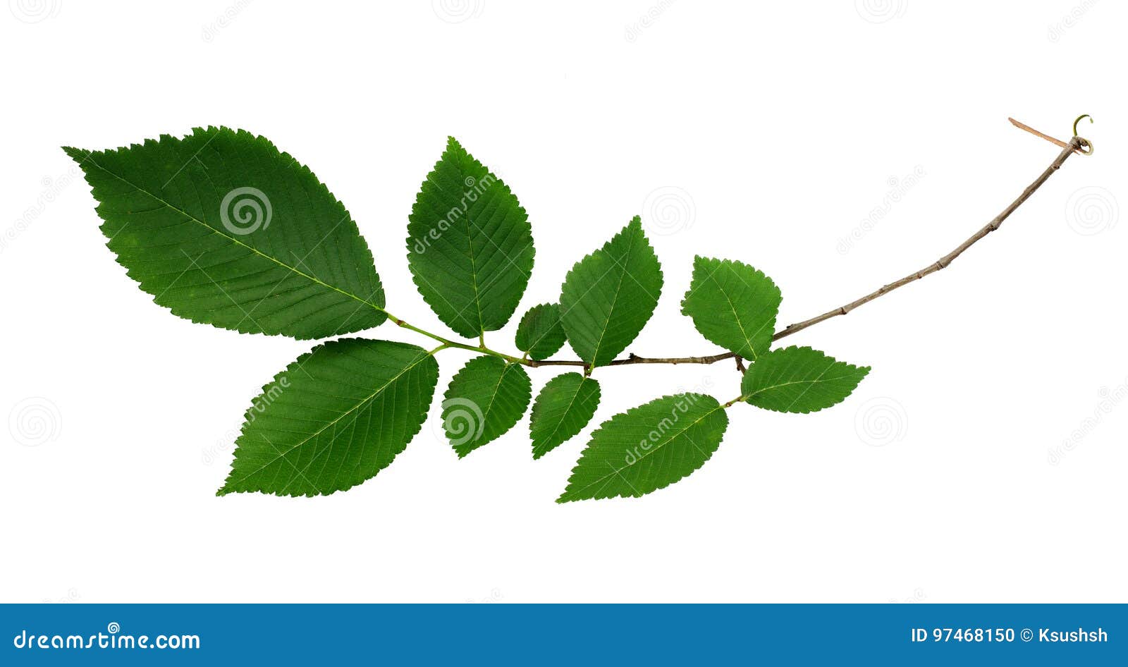 Branch of Fresh Green Elm-tree Leaves Stock Photo - Image of element ...