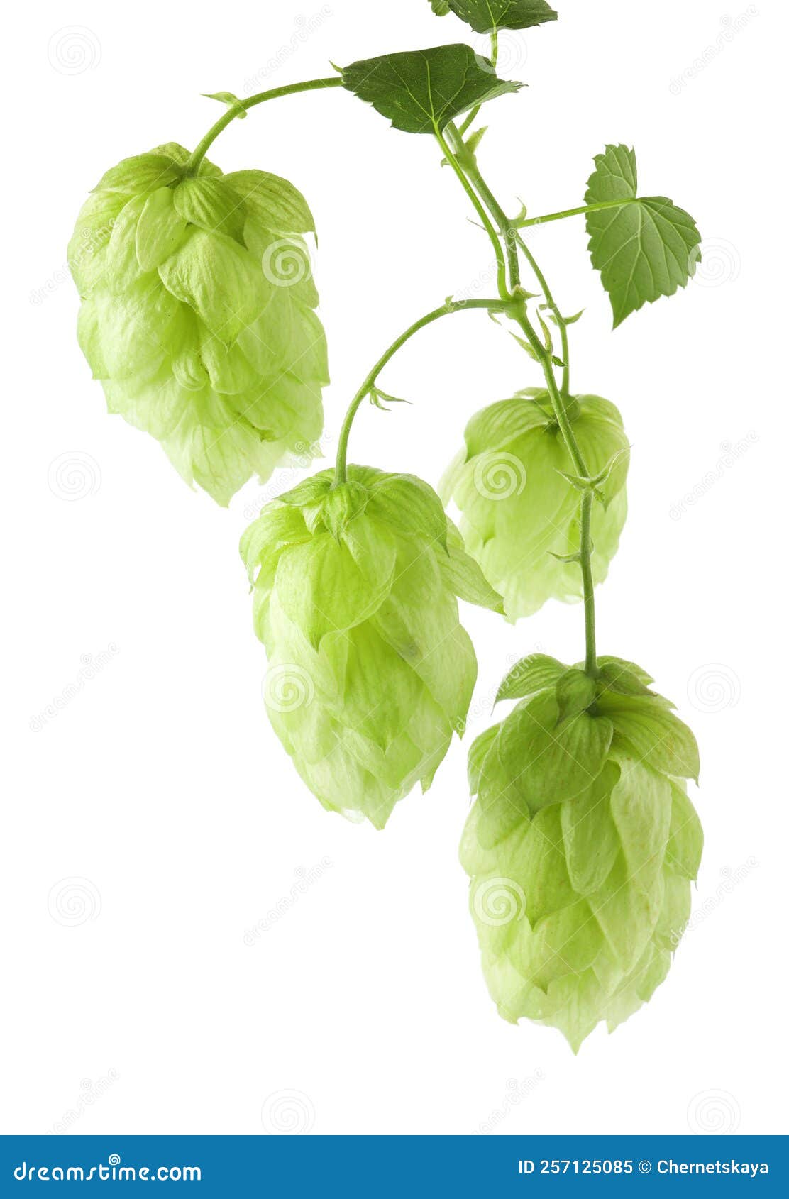 Branch with Fresh Green Hops and Leaves on White Background Stock Image ...