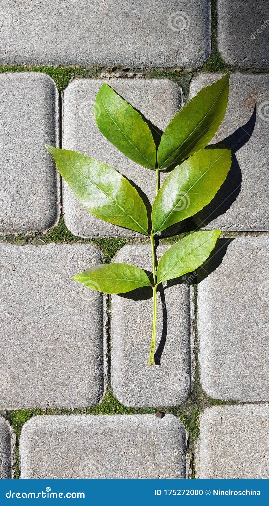 Branch of Fresh Green Leaves with Shiny Glossy Surface. Top View of ...