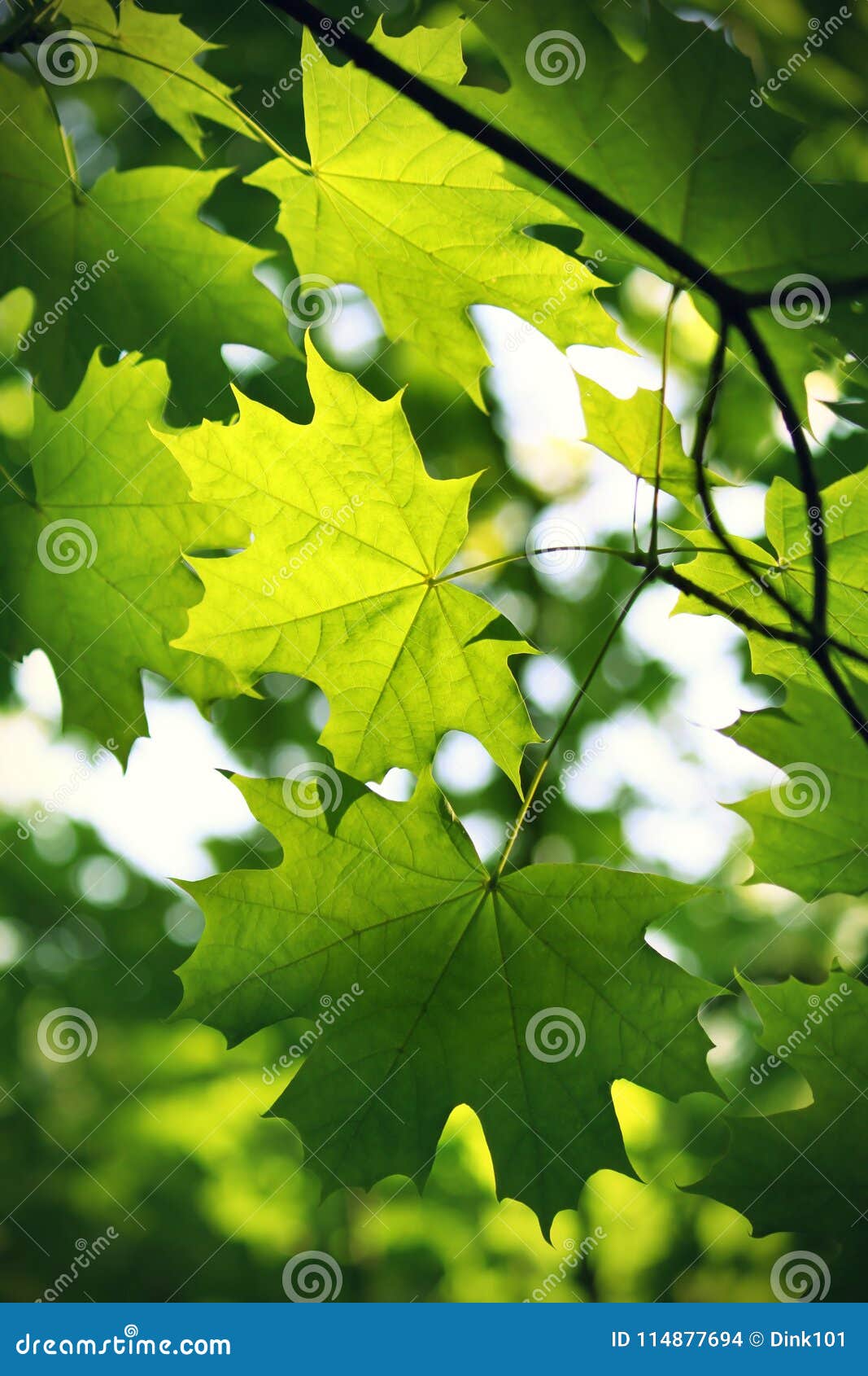 Branch of green maple stock photo. Image of season, outdoors - 114877694