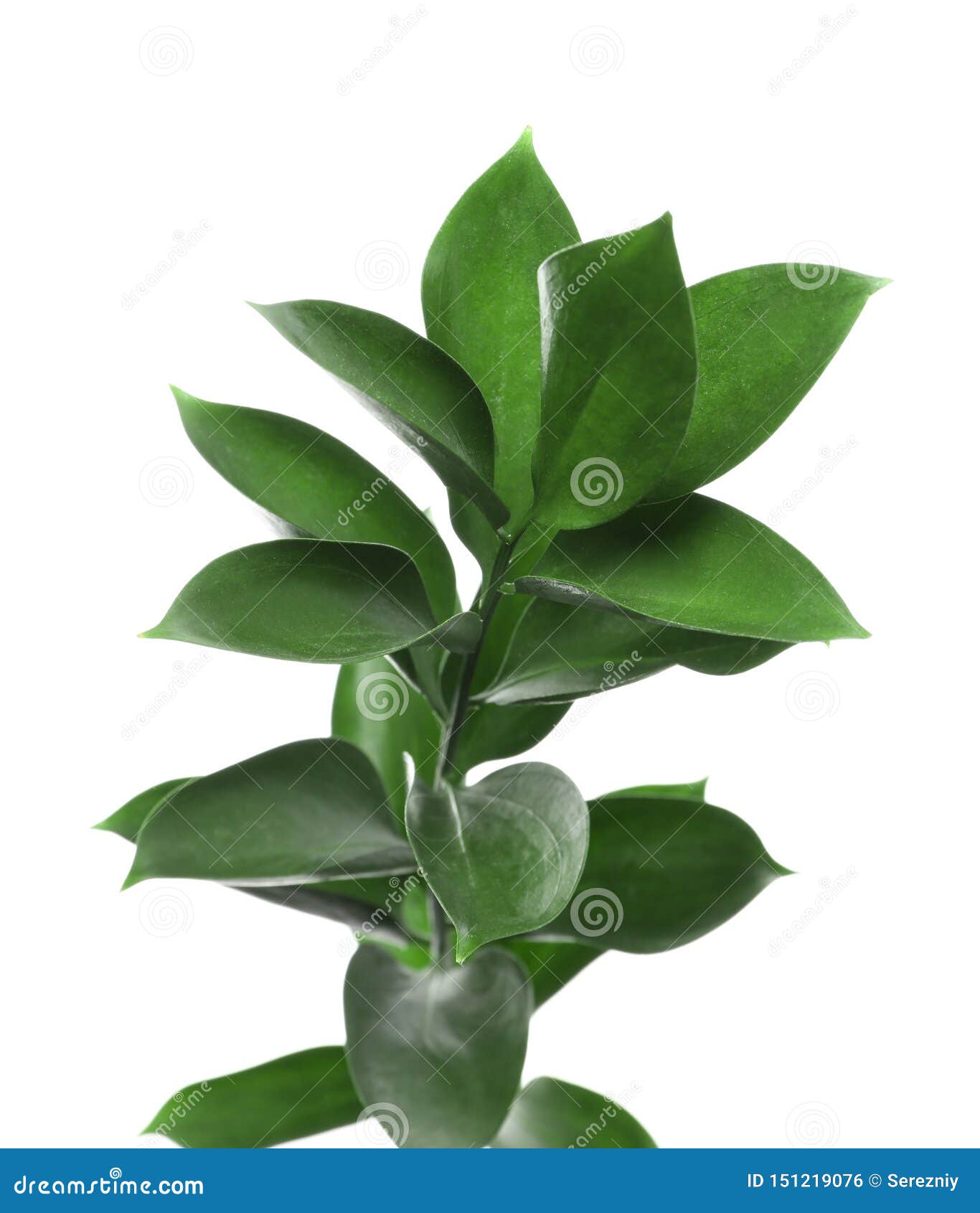 Branch with Fresh Green Ruscus Leaves on White Background Stock Photo ...