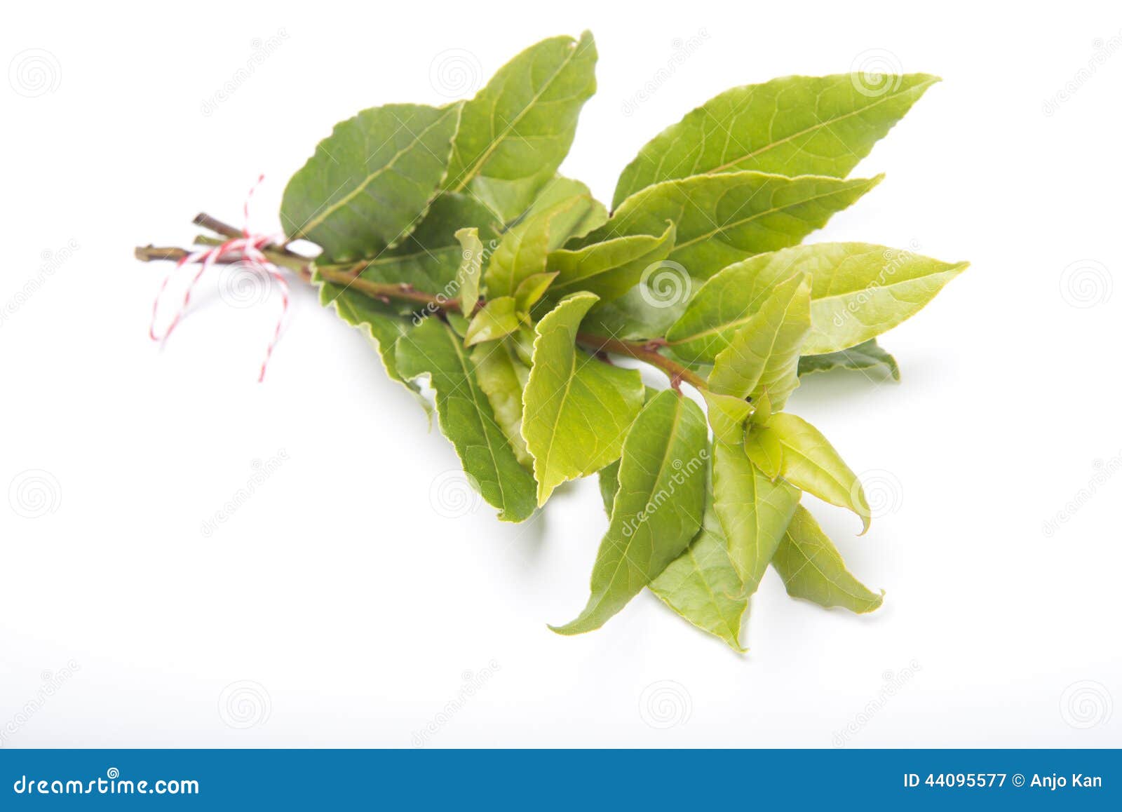 Branch of Fresh Laurel Leaves Stock Image - Image of taste, color: 44095577