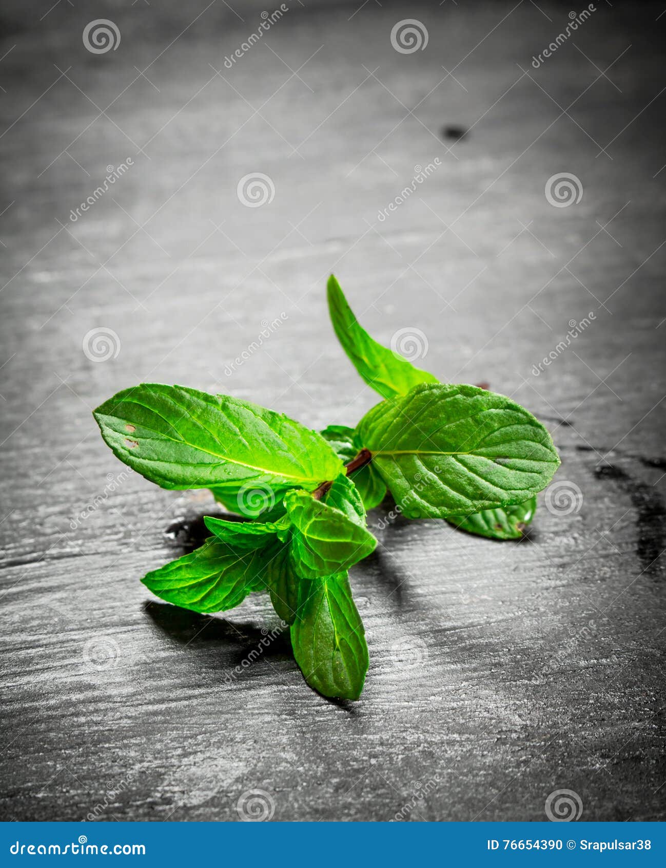 Branch of fresh mint. stock photo. Image of fragrance - 76654390