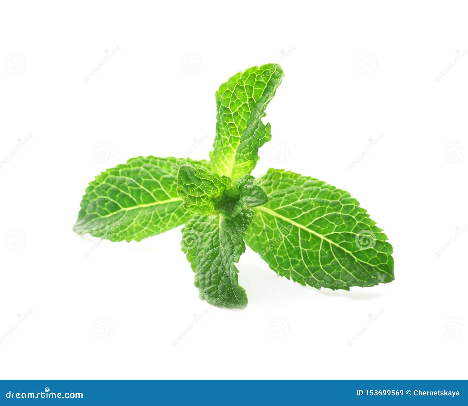 Branch of Fresh Mint on White Stock Image - Image of green, natural ...