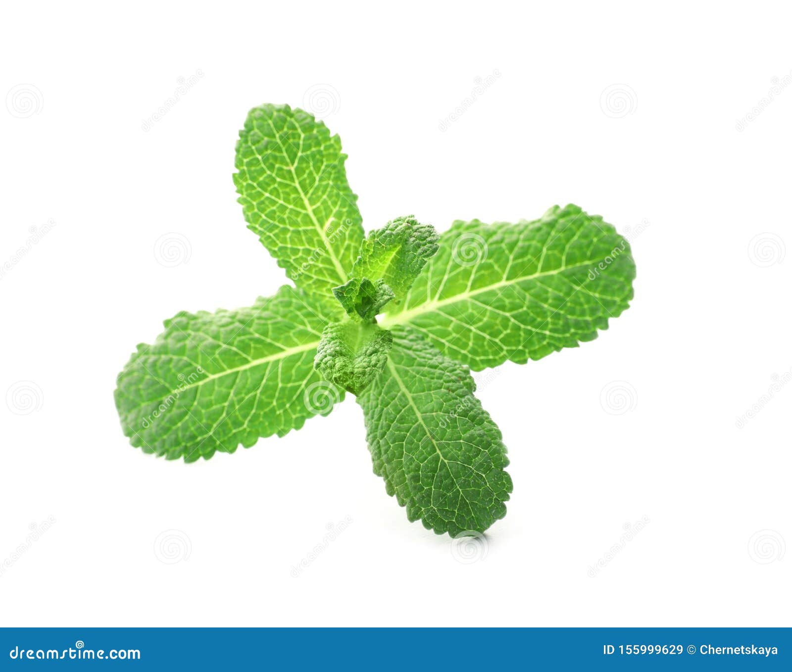 Branch of Fresh Mint Isolated on Stock Image - Image of healthy, food ...