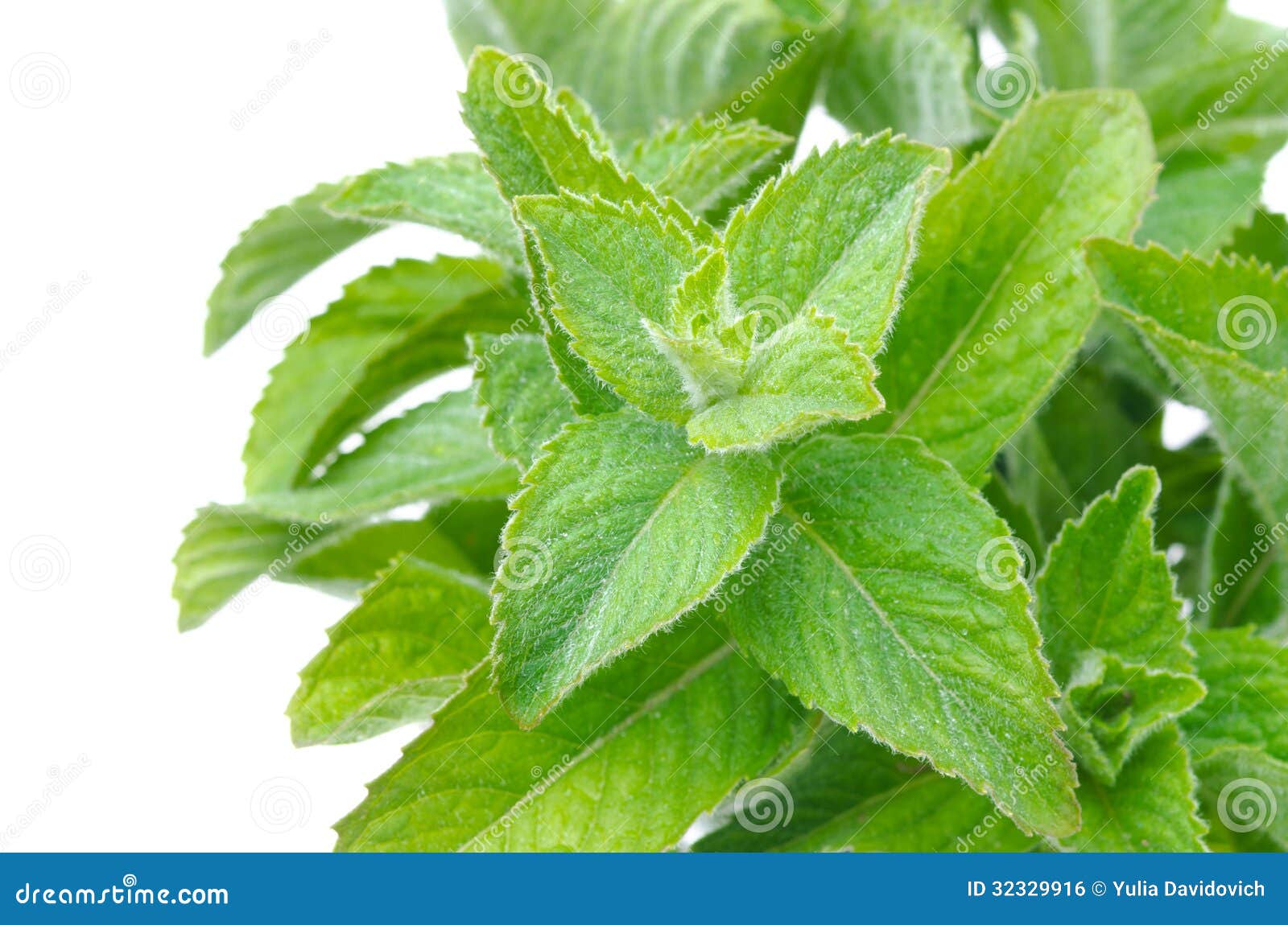 Branch of Fresh Mint Isolated on White Horizontal Stock Photo - Image ...