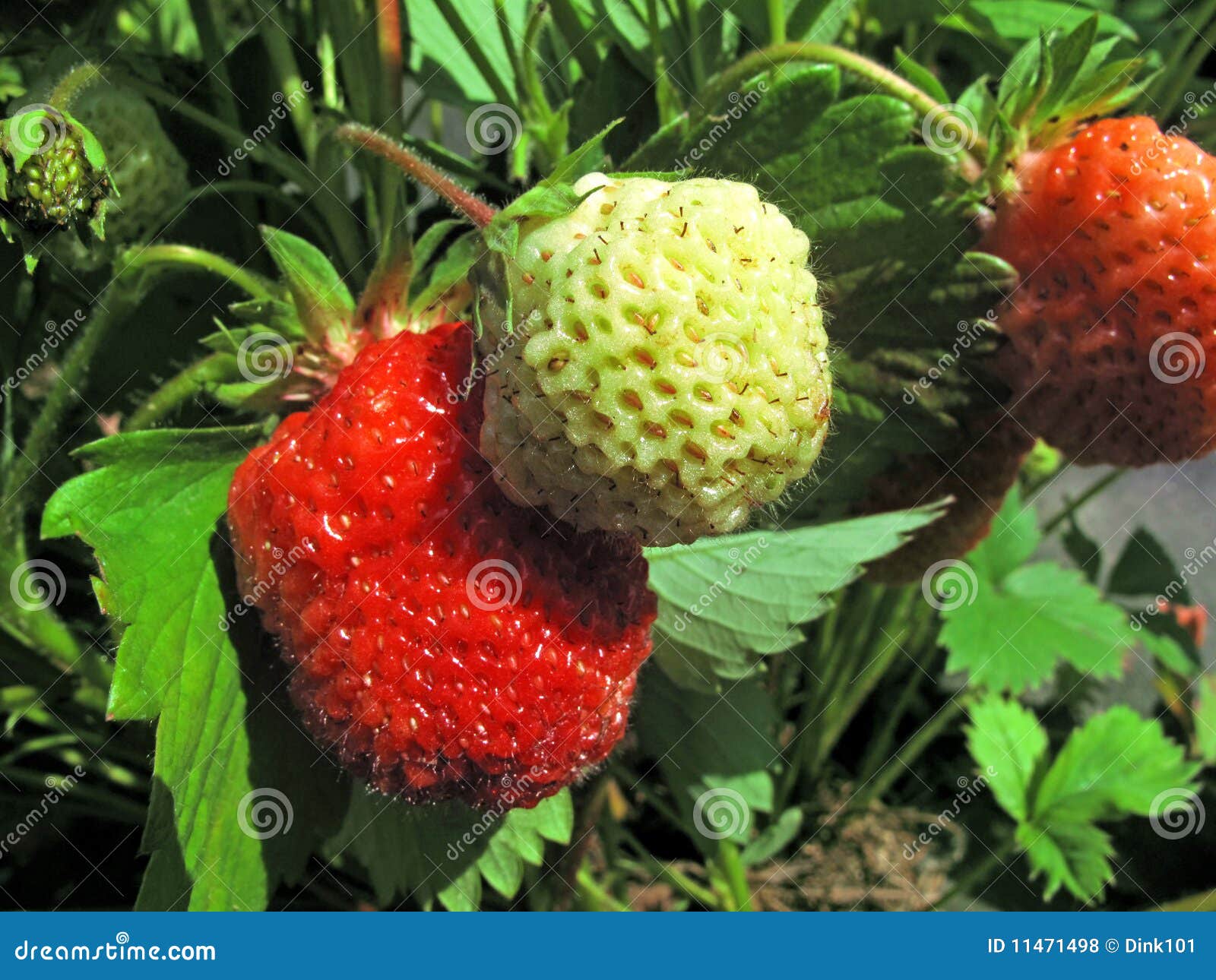 Branch of Fresh Strawberries Stock Photo - Image of healthy, fruit ...