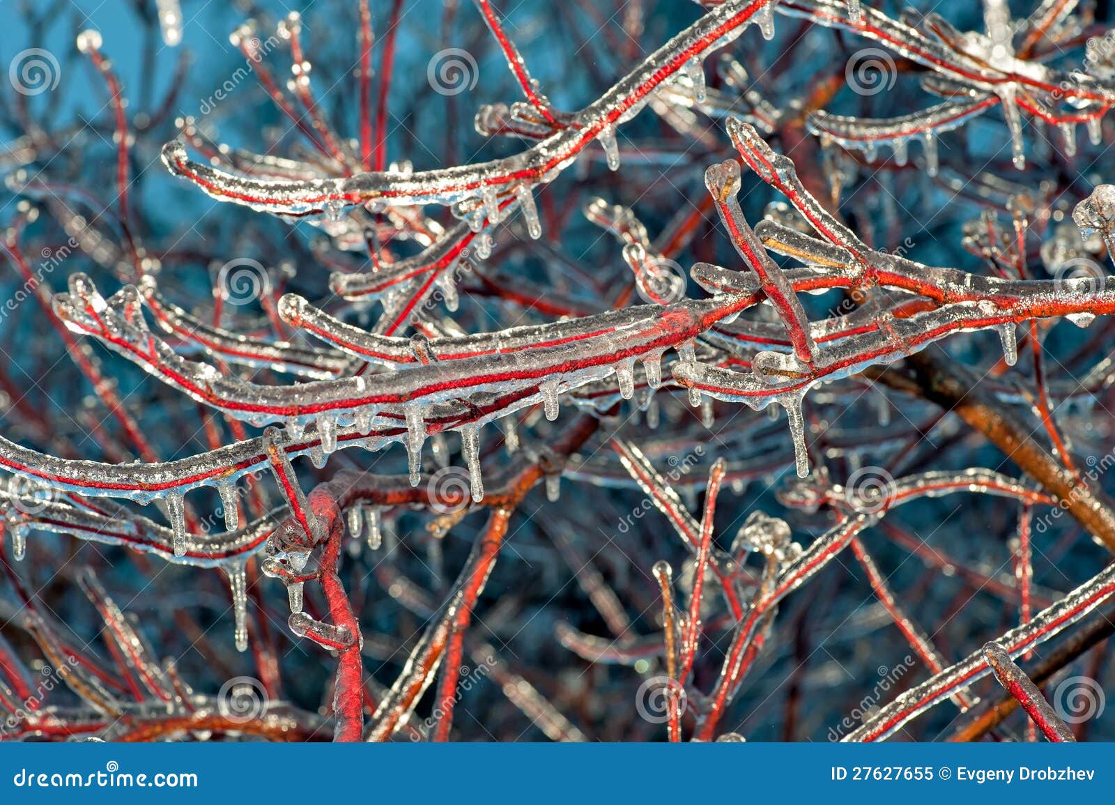 Branch frozen in ice stock image. Image of frost, closeup - 27627655