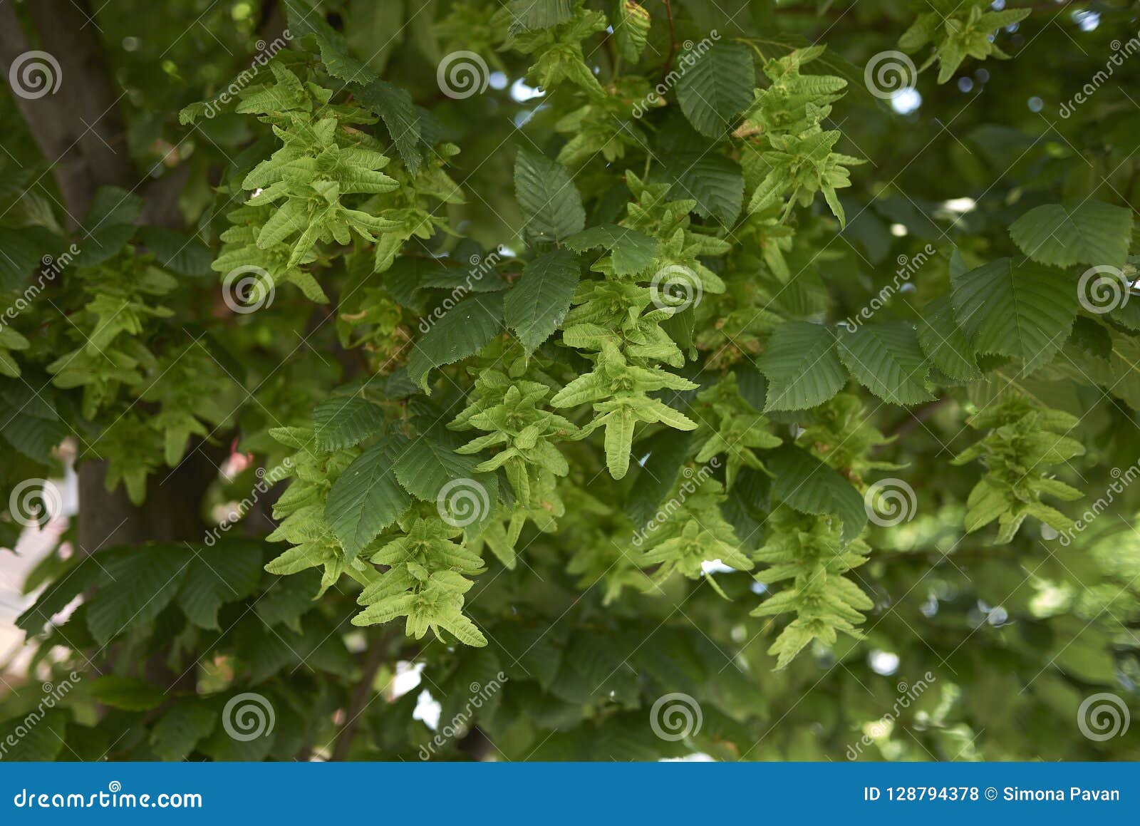 Sed Pods of Carpinus Betulus Tree Stock Photo - Image of leaves ...