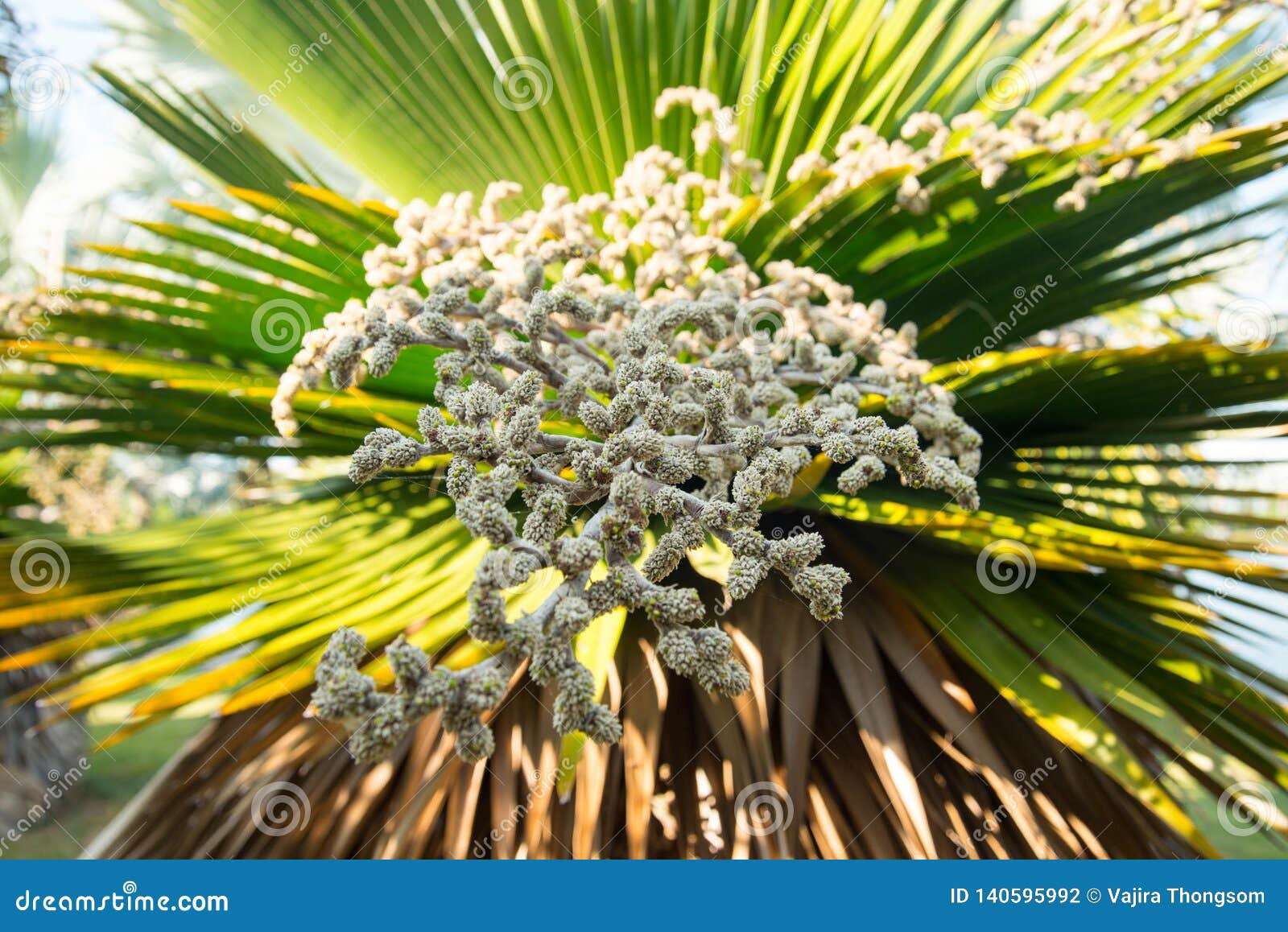 The branch of fruit palm stock photo. Image of leaf - 140595992