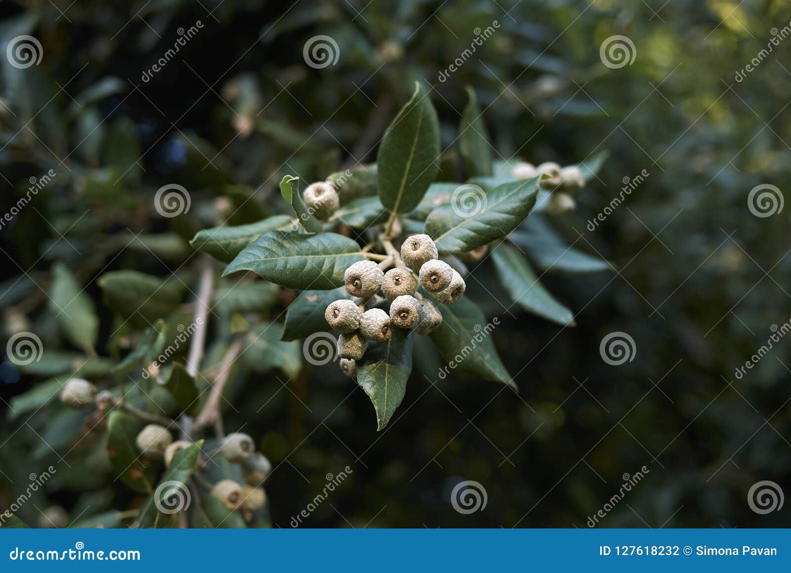 Branch with Fruit of Quercus Ilex Tree Stock Photo - Image of botany ...