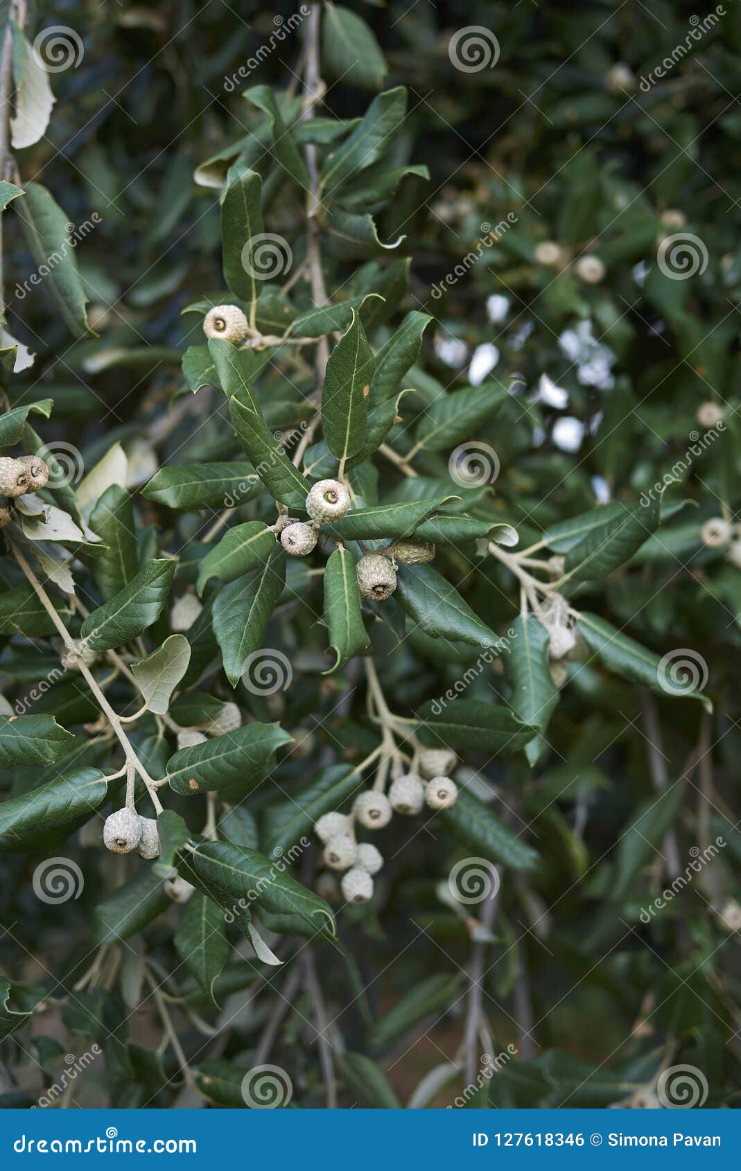 Branch with Fruit of Quercus Ilex Tree Stock Photo - Image of italy ...