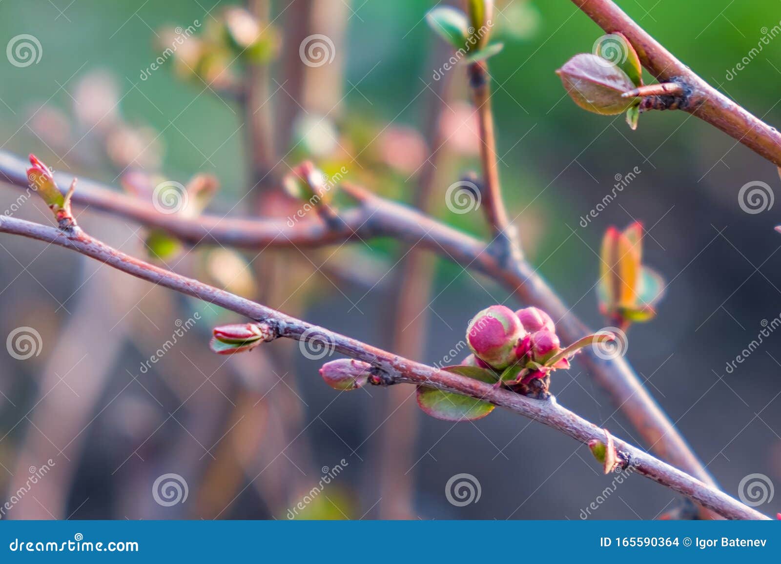 Branch of Fruit Tree with Budding Buds, Early Spring. Stock Photo ...