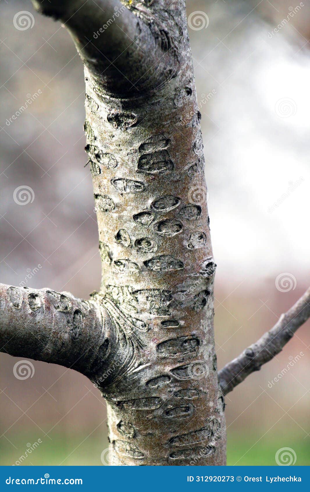 A Branch of a Fruit Tree Damaged by a Buffalo Leafhopper (Stictocephala ...