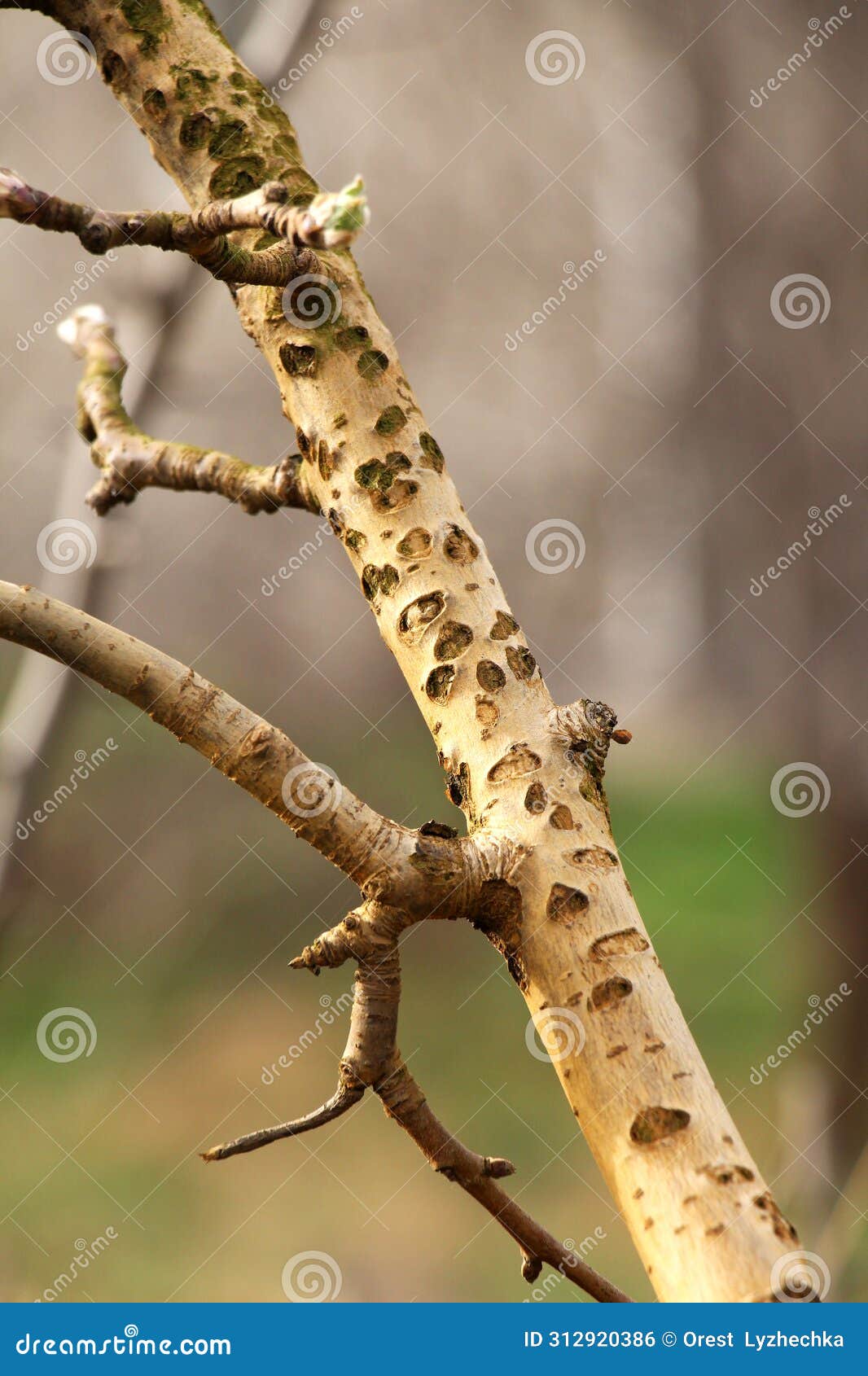 A Branch of a Fruit Tree Damaged by a Buffalo Leafhopper (Stictocephala ...
